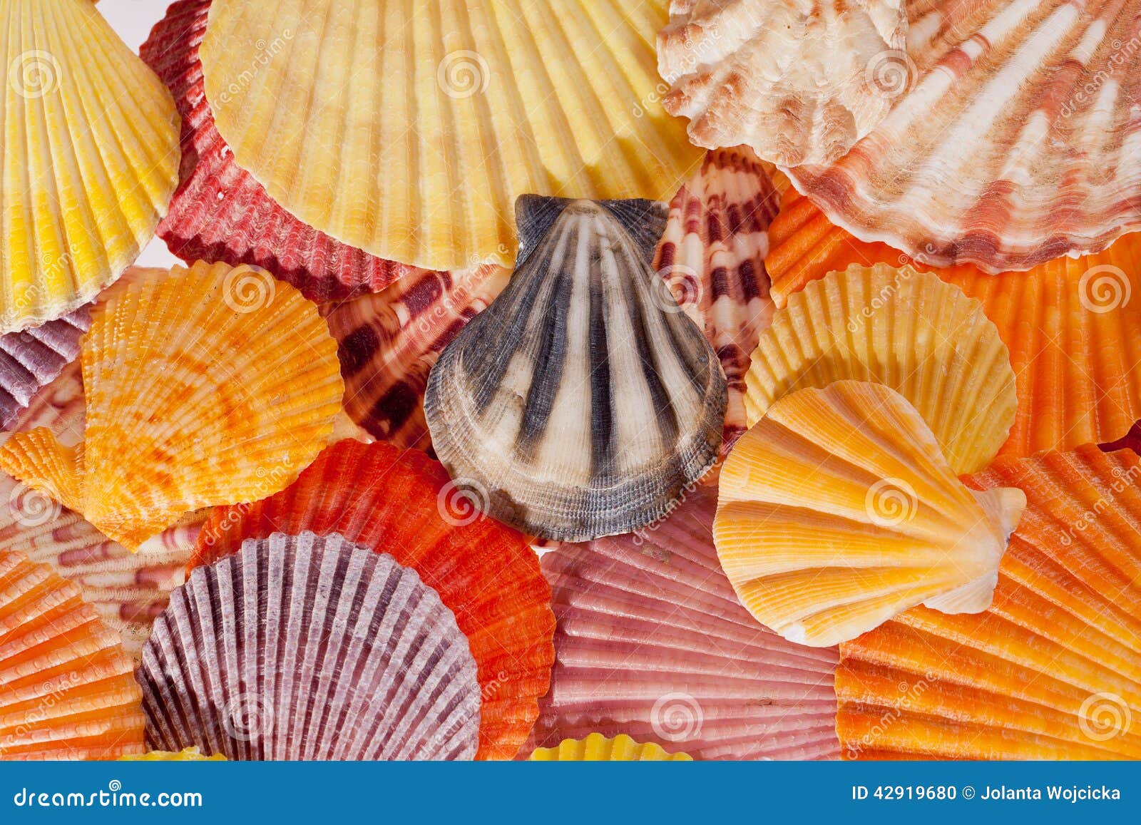 Collection of Various Colorful Seashells Stock Photo - Image of maximus ...