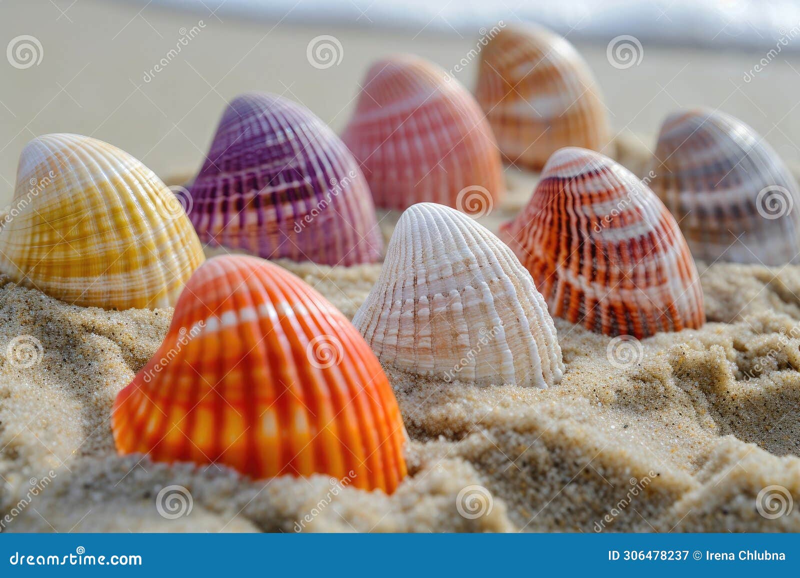 Collection of Various Colorful Seashells on Sand Stock Illustration ...