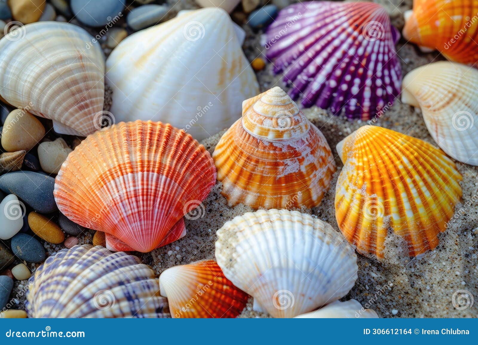 Collection of Various Colorful Seashells on Sand Stock Illustration ...