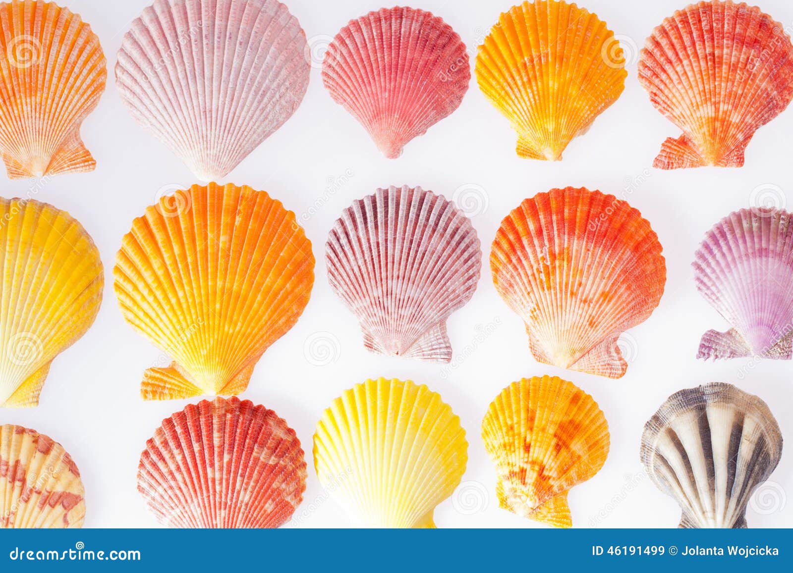 Collection of Various Colorful Seashells on White Background Stock ...