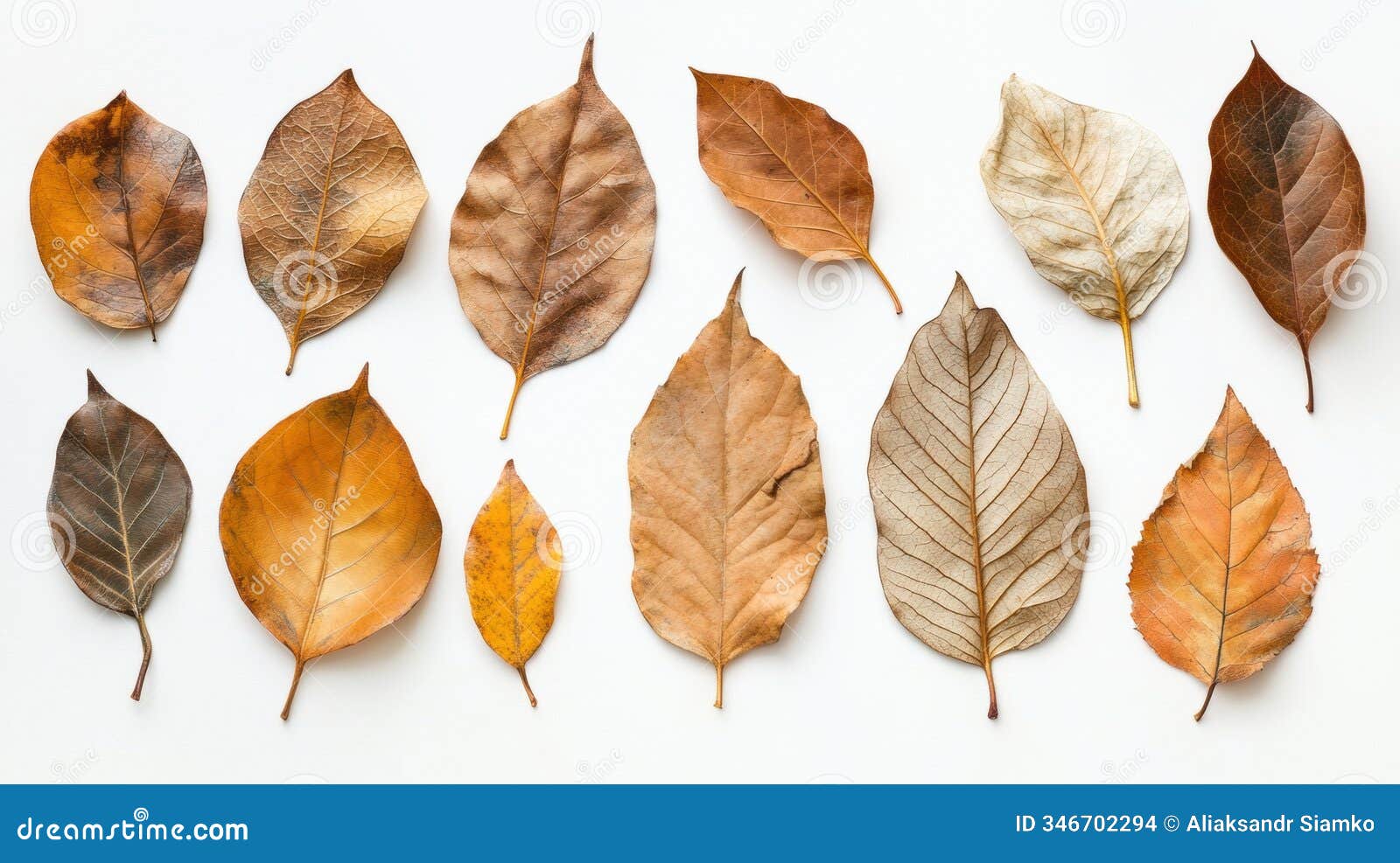 Collection of Various Dried Autumn Leaves in Different Shapes Stock ...