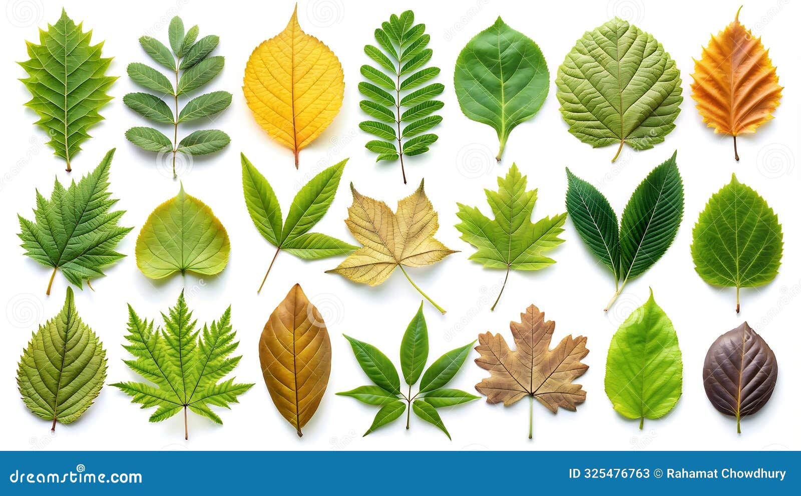 Collection of Various Green Leaves on White Background - Assorted Leaf ...