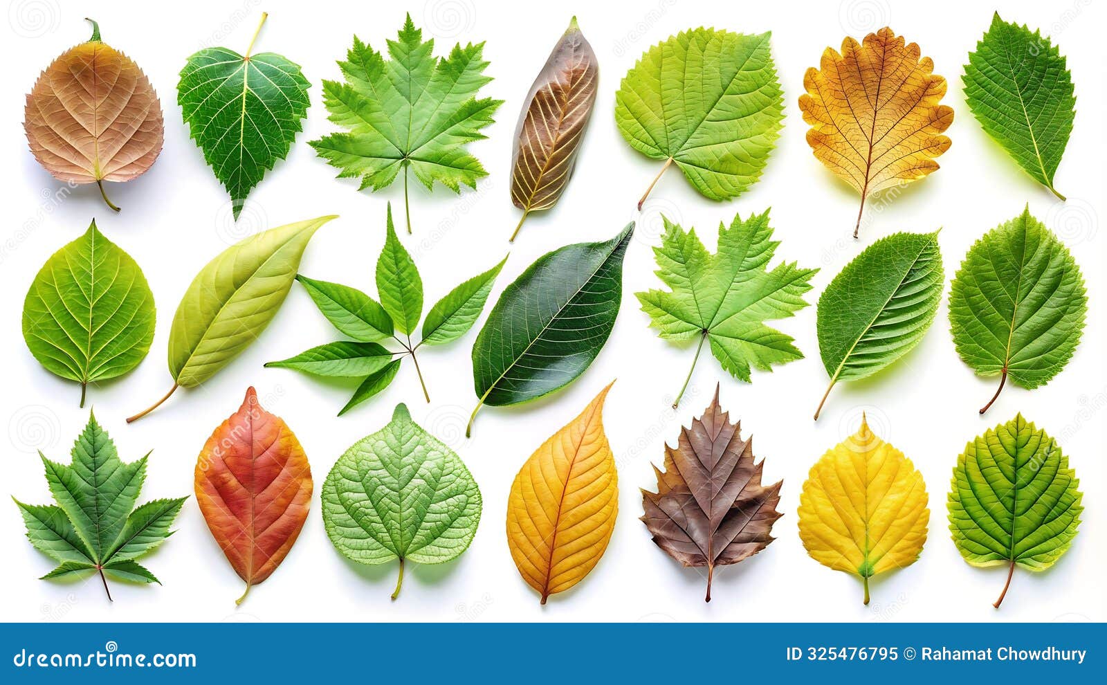 Collection of Various Green Leaves on White Background - Assorted Leaf ...
