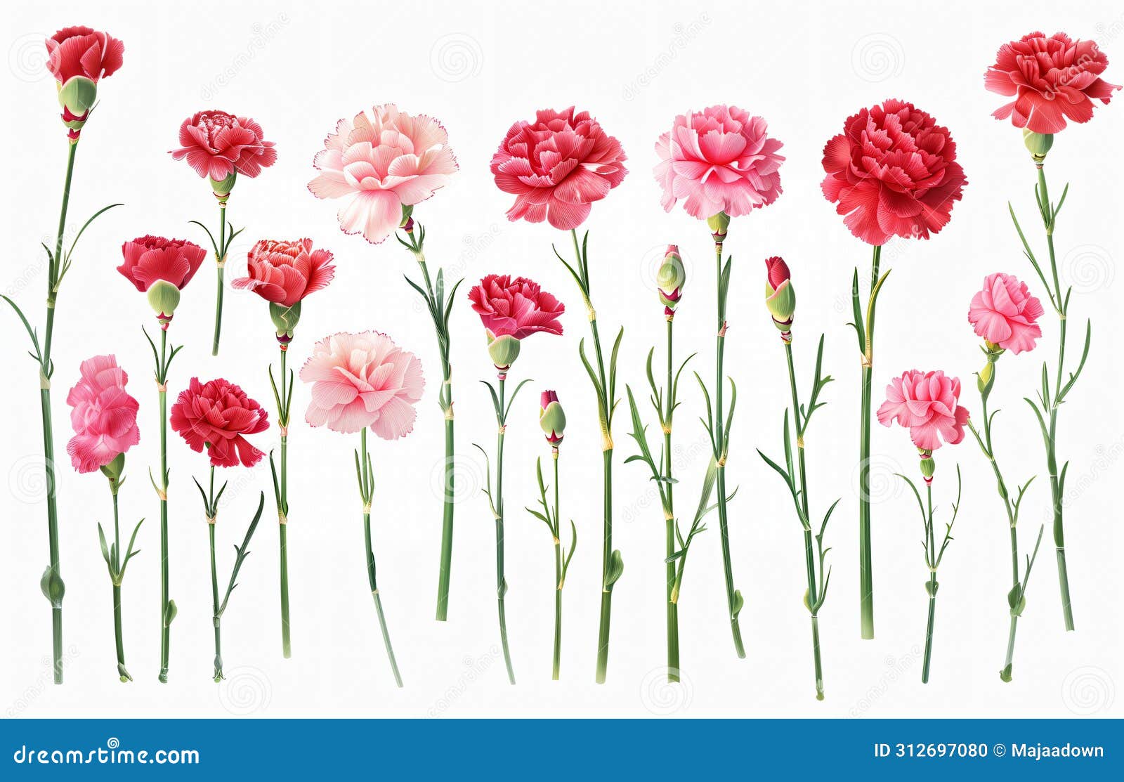 Collection of Various Pink Carnations in Different Stages of Bloom ...