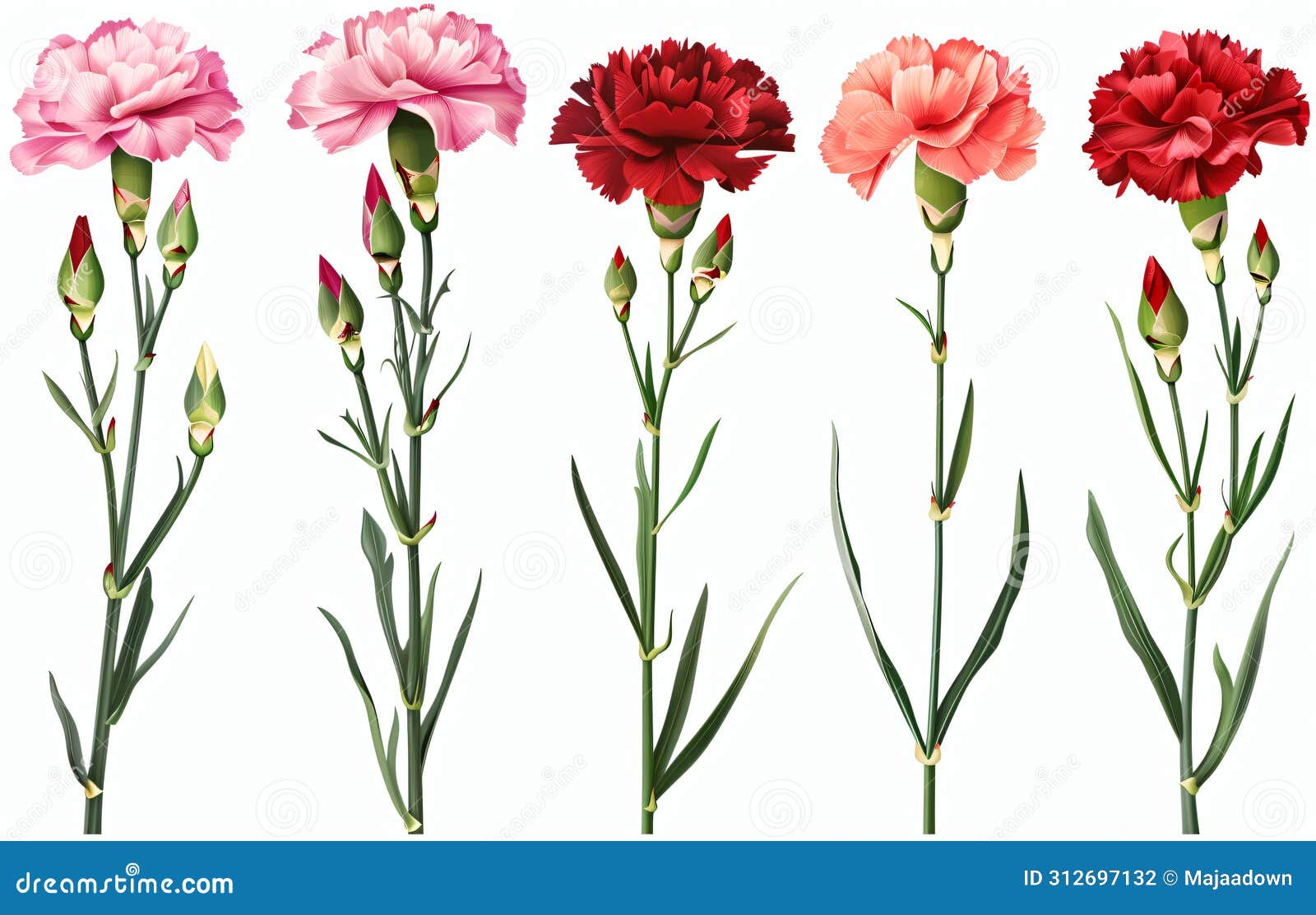 Collection of Various Pink Carnations in Different Stages of Bloom ...