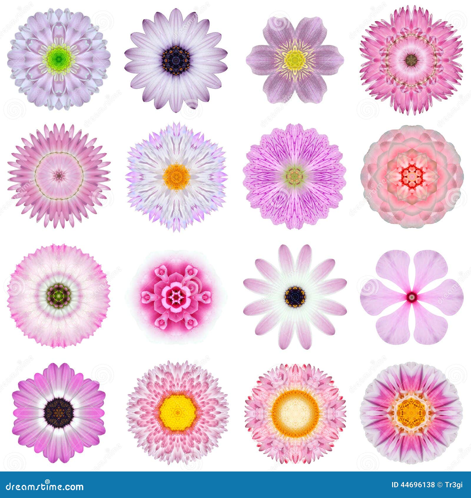 Collection Various Pink Concentric Flowers Isolated on White Stock ...