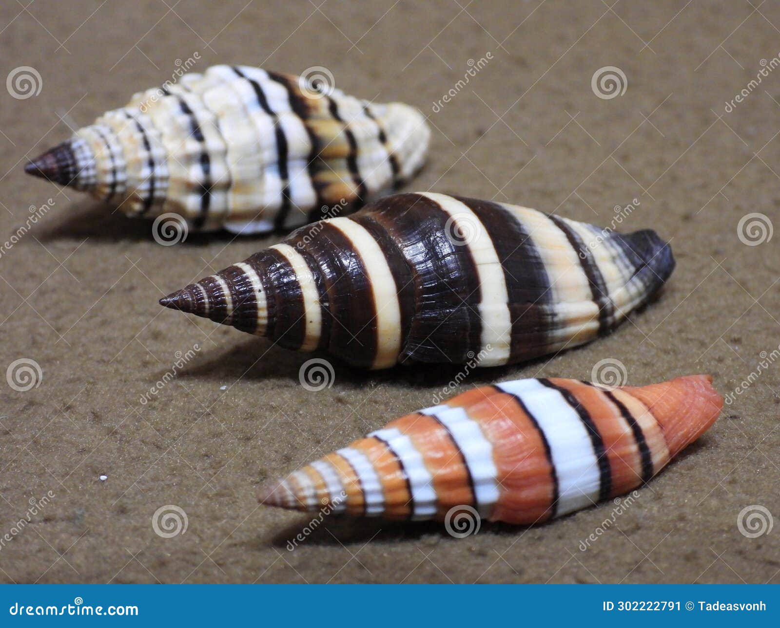 Collection of Various Sea Shells Stock Image - Image of depth, focus ...