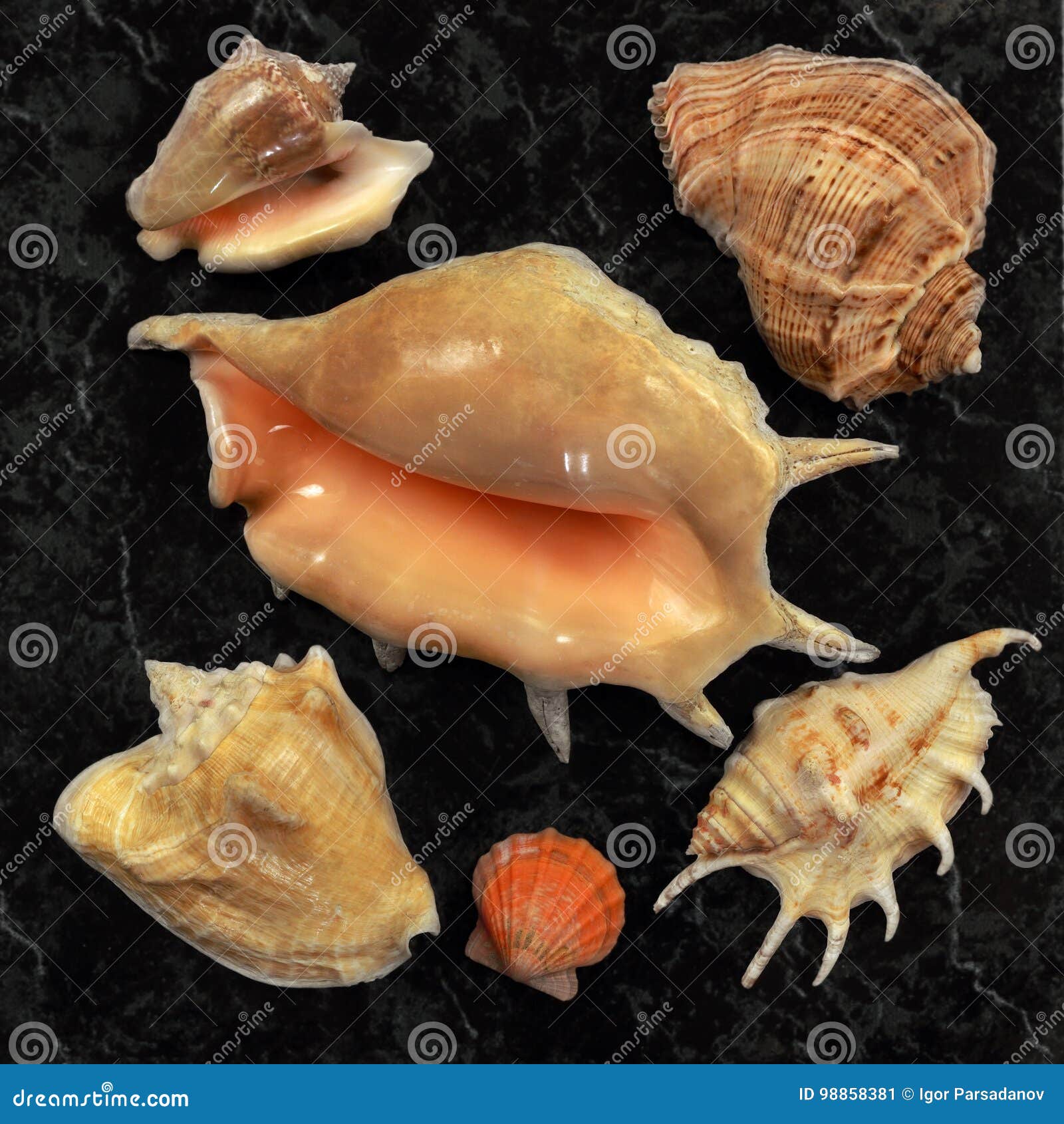 Collection of Various Sea Shells Stock Image - Image of collection ...