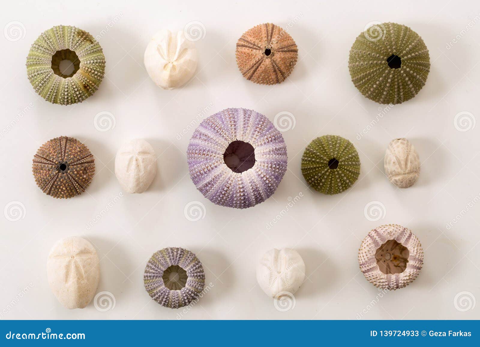 Collection of Various Sea Urchins Shells Stock Image - Image of detail ...