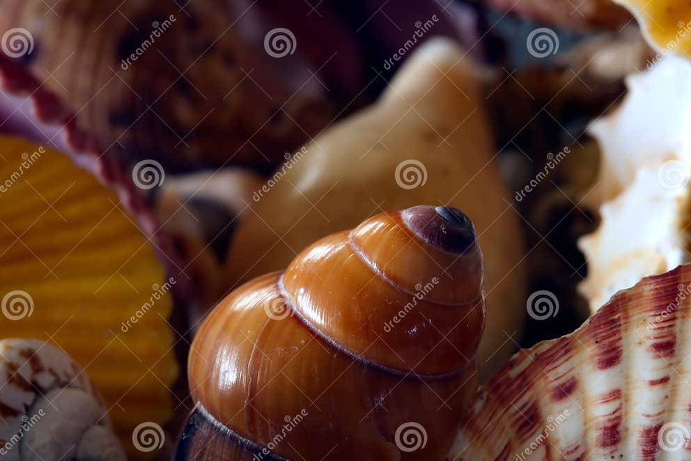 Collection of Various Seashells in Shades of Brown. Stock Image - Image ...