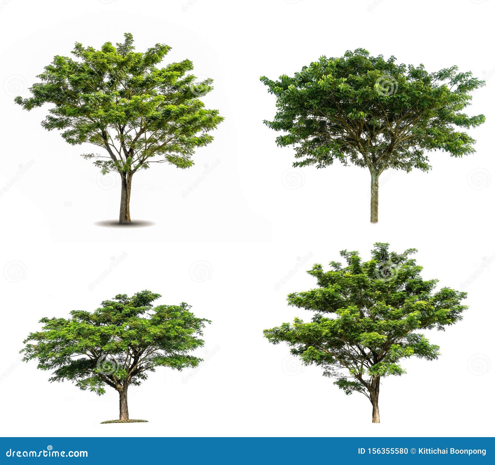 Collection of Various Tree Isolated on White Background High Resolution ...