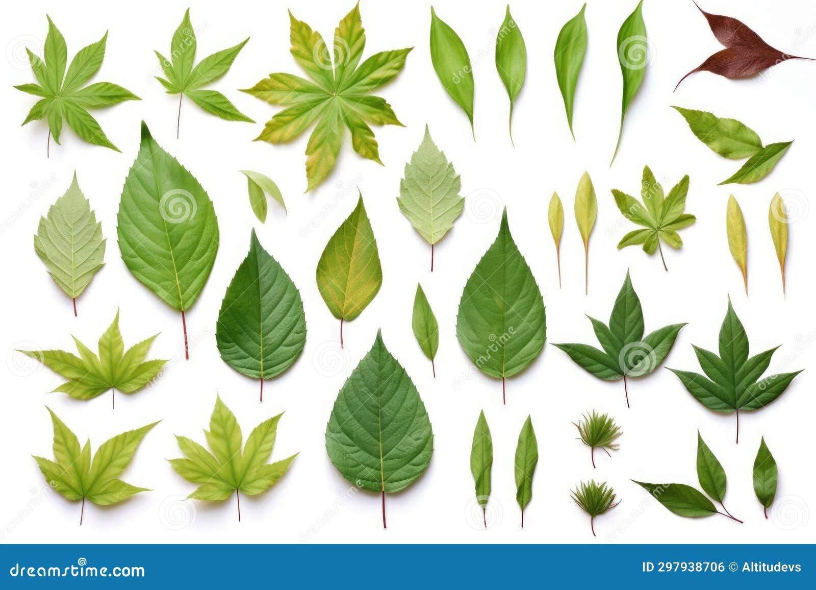 Collection of Various Tree Leaves on White Stock Photo - Image of ...
