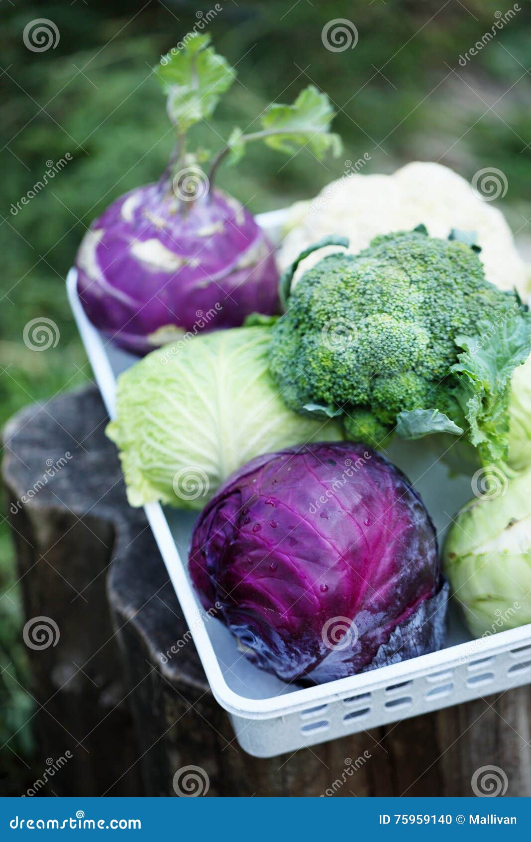 Collection of Various Types of Cabbage Stock Photo - Image of harvest ...