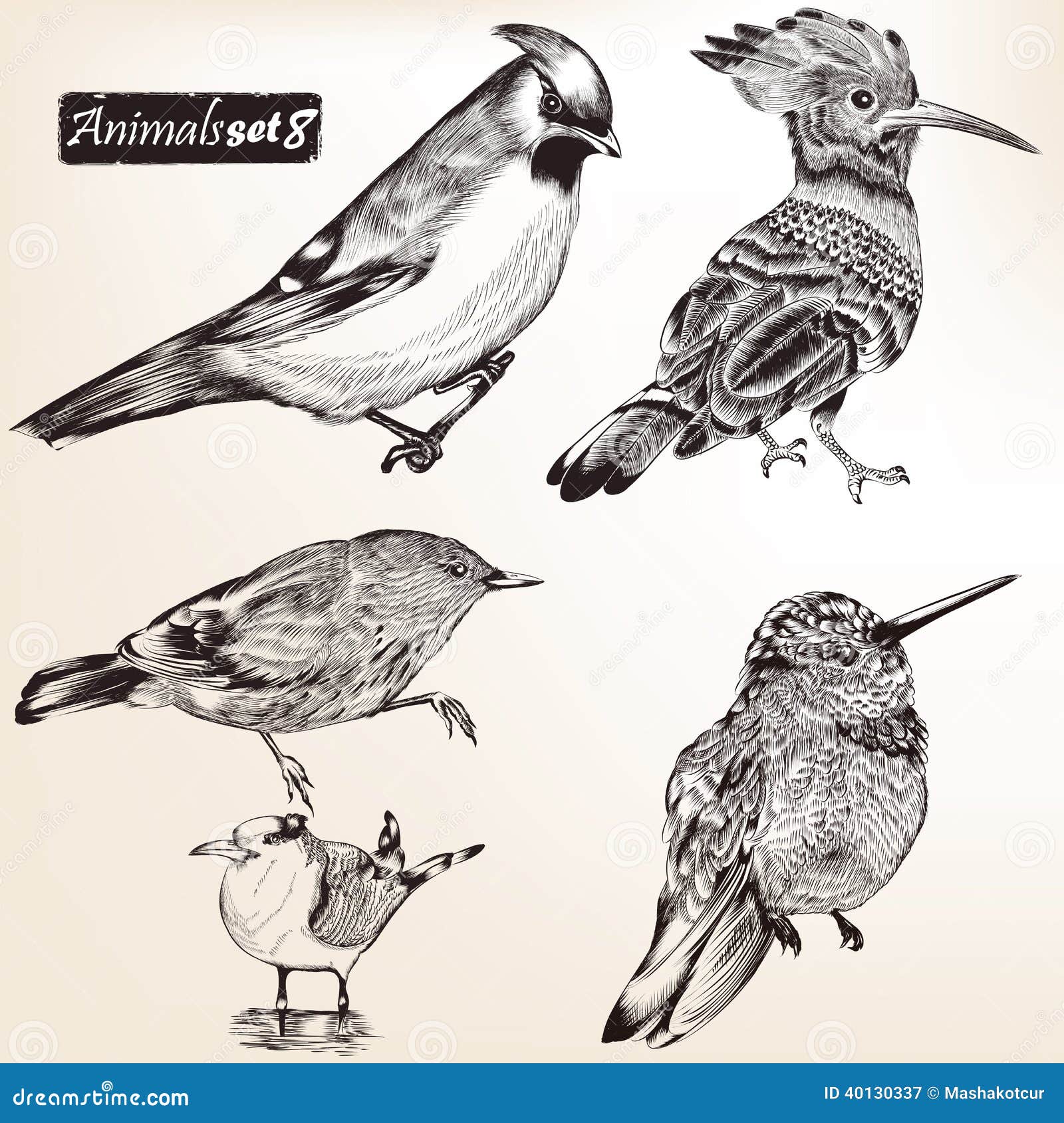 Collection of Vector Detailed Birds Stock Vector - Illustration of ...