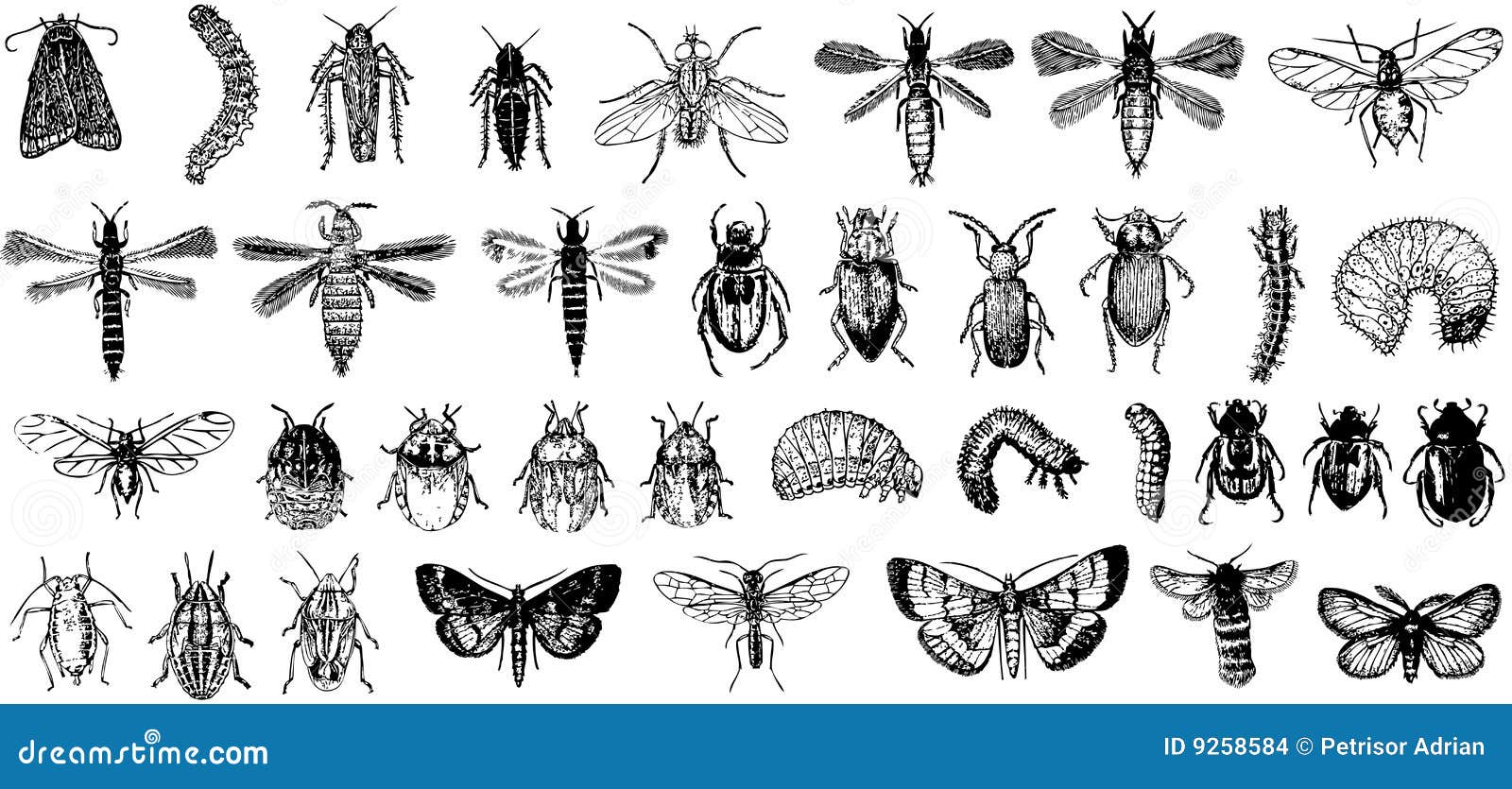 Collection Of Vector Detailed Insects Stock Vector - Illustration: 9258584
