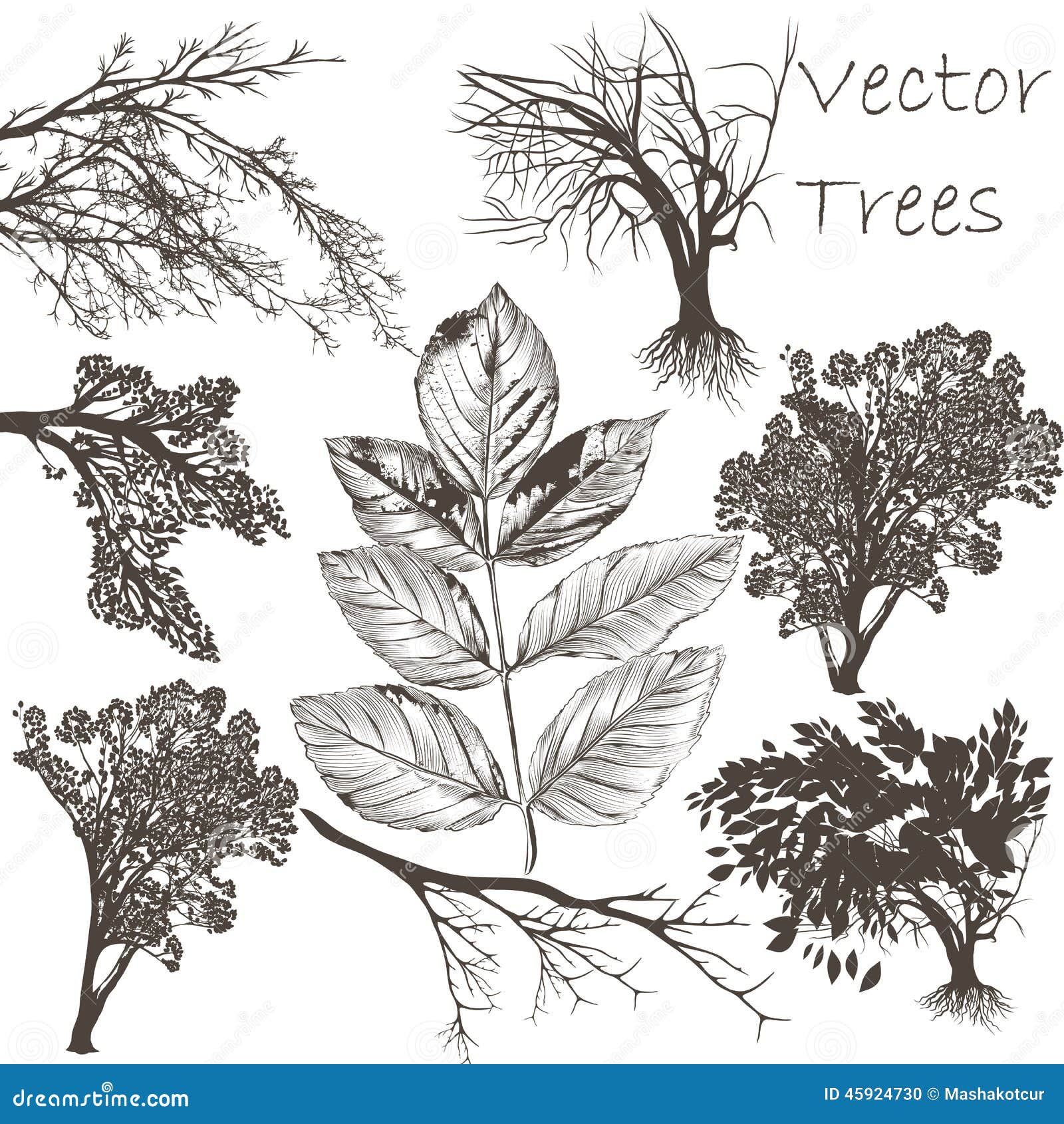 Collection of Vector Detailed Trees for Design Stock Vector ...