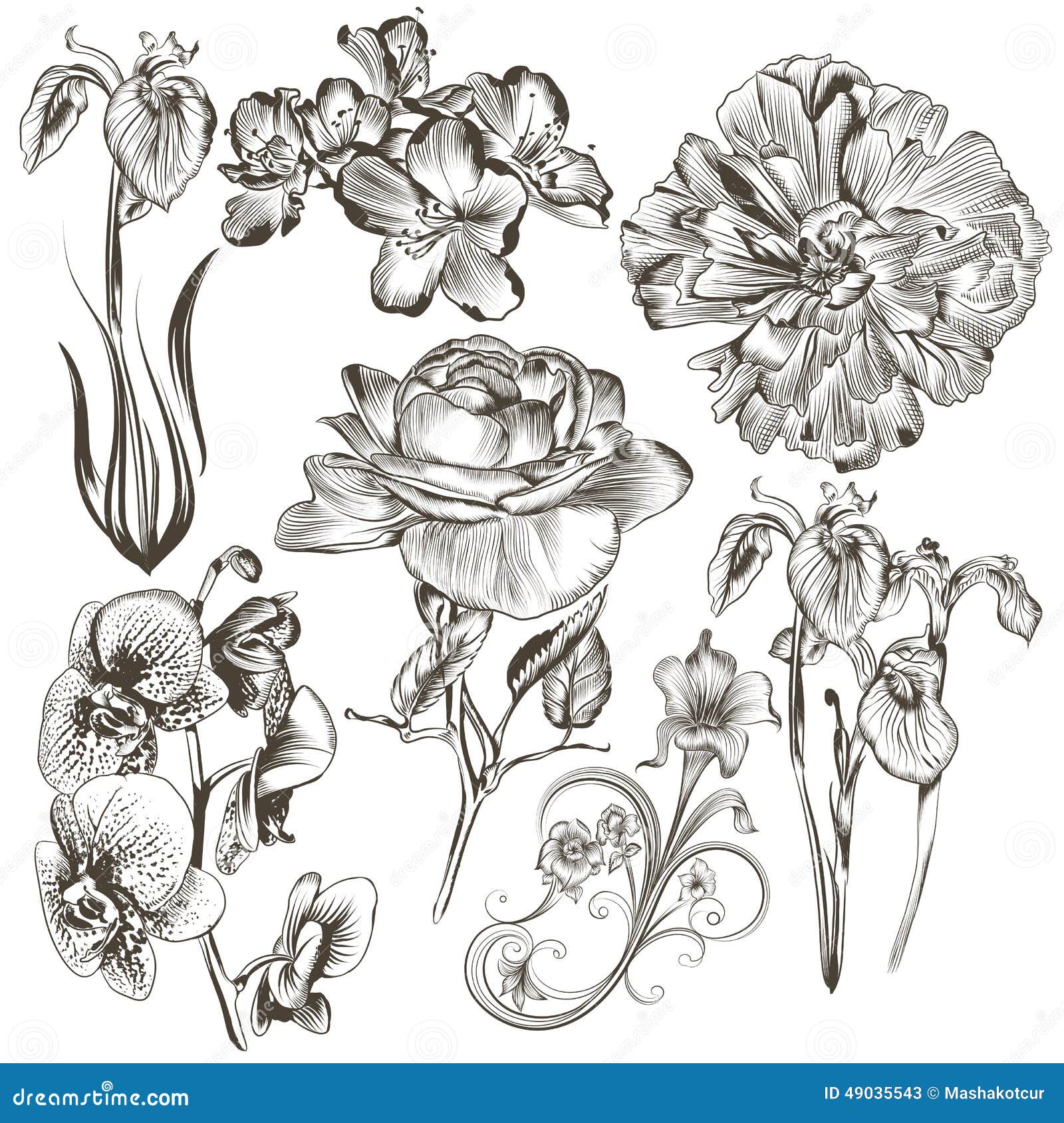 Collection of Vector Hand Drawn Flowers Stock Vector - Illustration of ...
