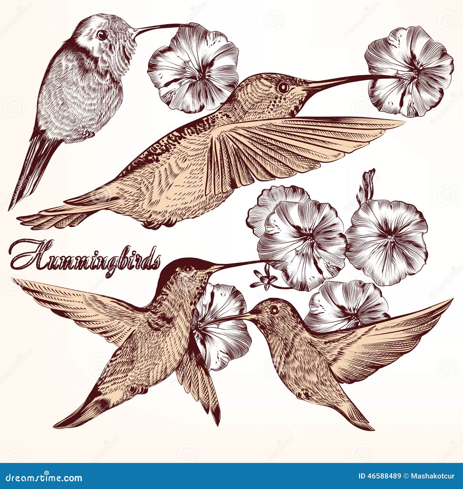 Collection of Vector Hand Drawn Hummingbirds for Design Stock Vector ...