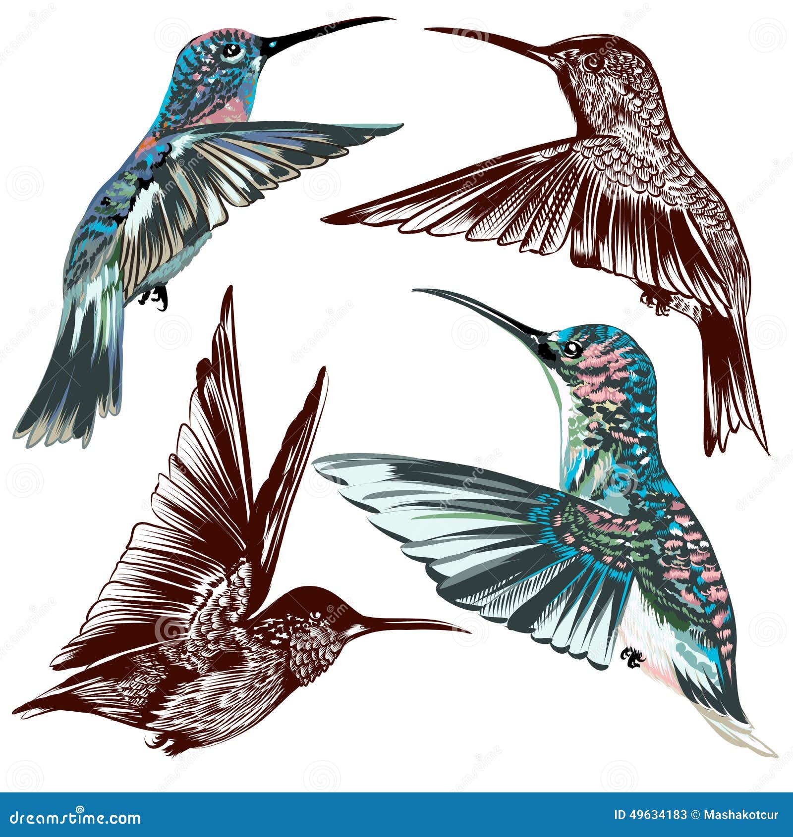 Collection of Vector Hand Drawn Hummingbirds Stock Vector ...