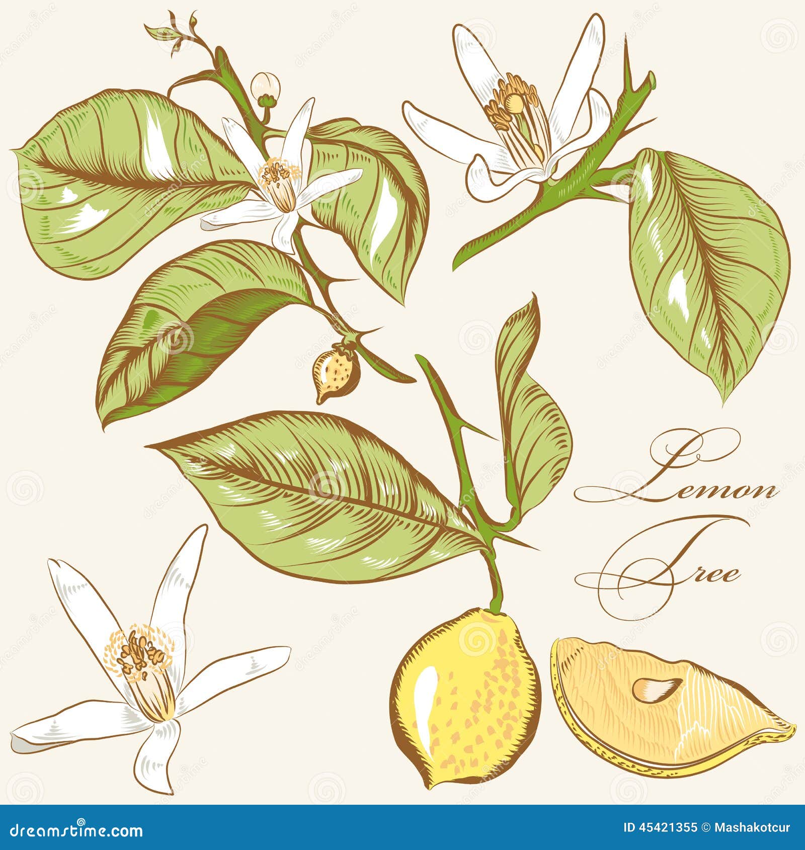 Collection of Vector Hand Drawn Lemon Tree Flowers and Lemons Stock ...