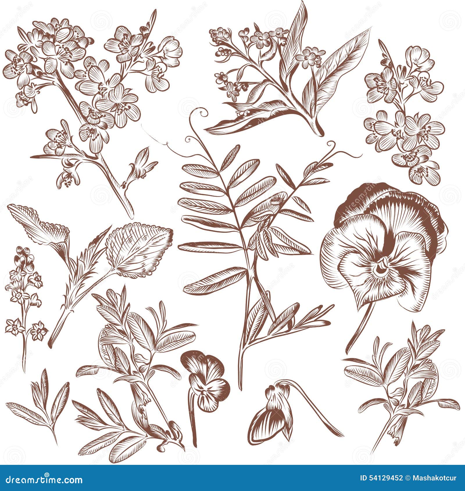 Collection of Vector Hand Drawn Plants Stock Vector - Illustration of ...