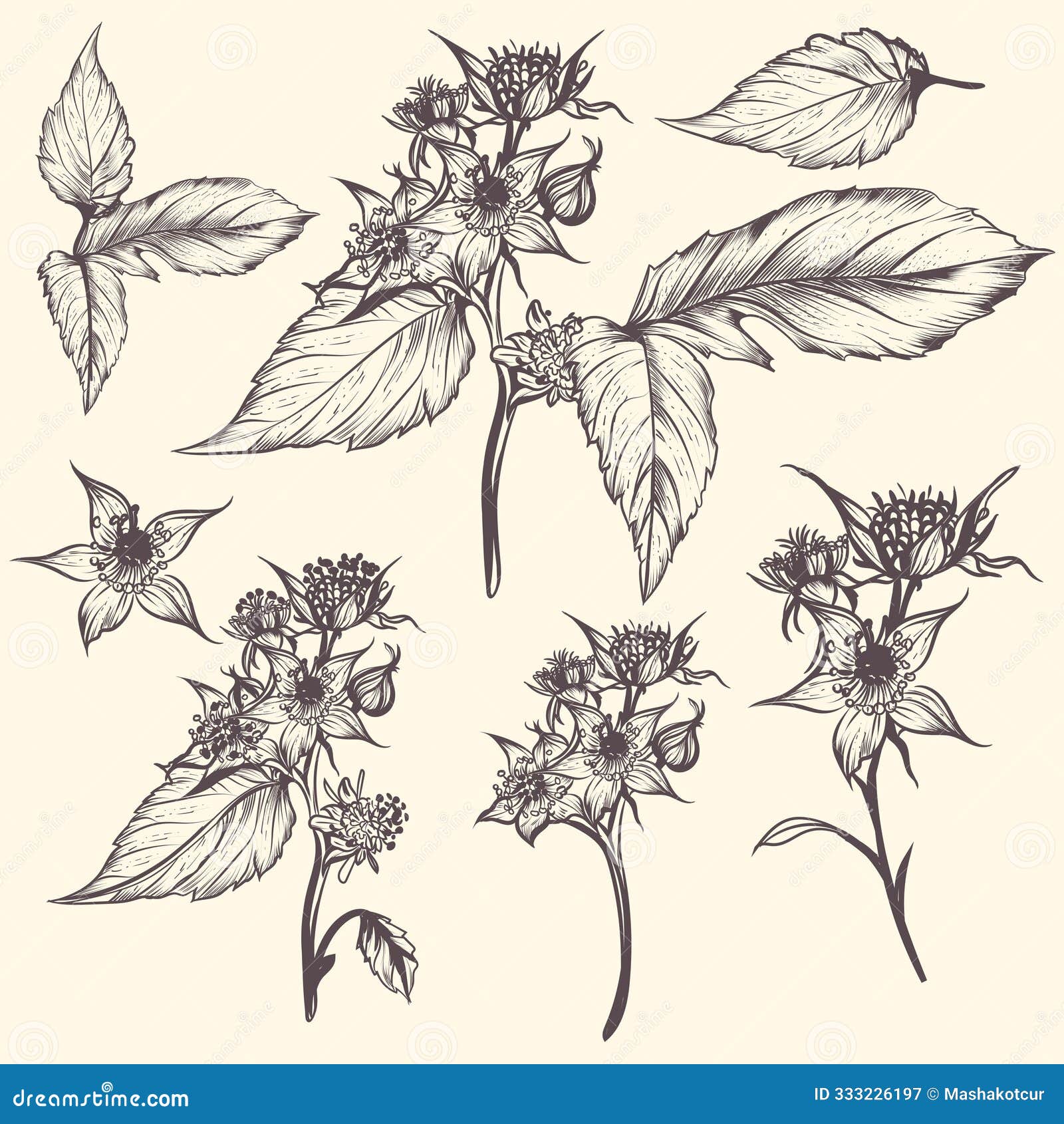 Collection of Vector Hand Drawn Raspberry Flowers Stock Illustration ...
