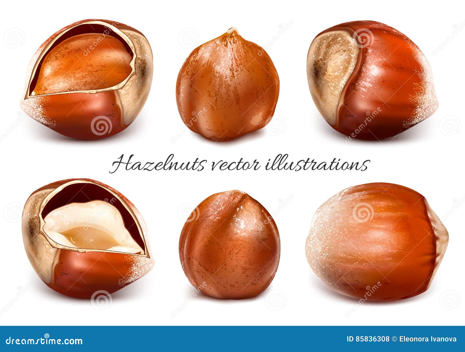 Collection of Vector Illustrations Hazelnuts Stock Vector ...