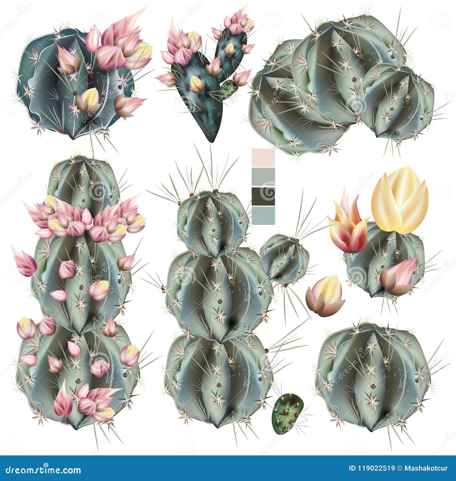 Collection of Vector Realistic Cactus Flowers Stock Vector ...