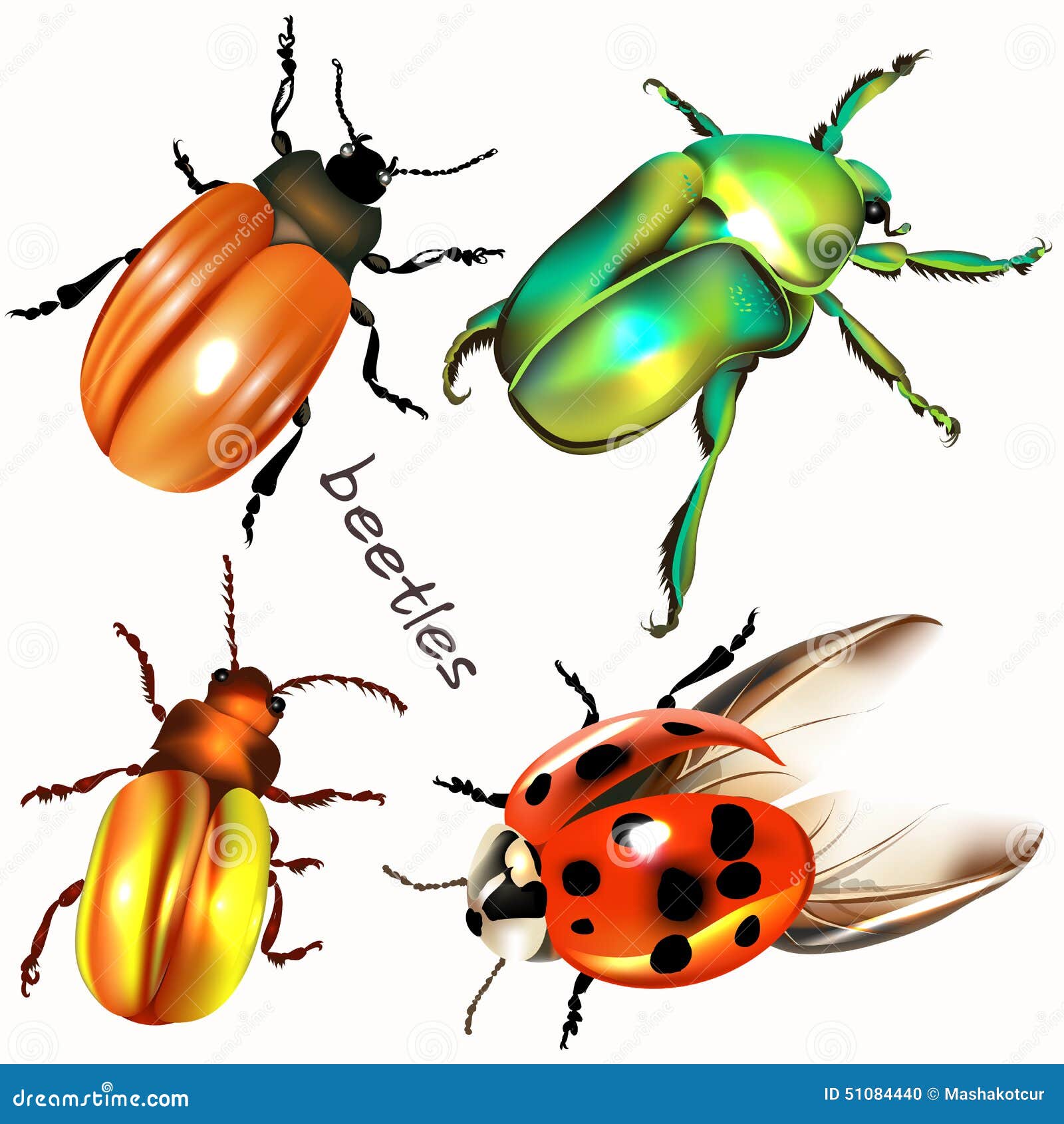 Colorful Beetles