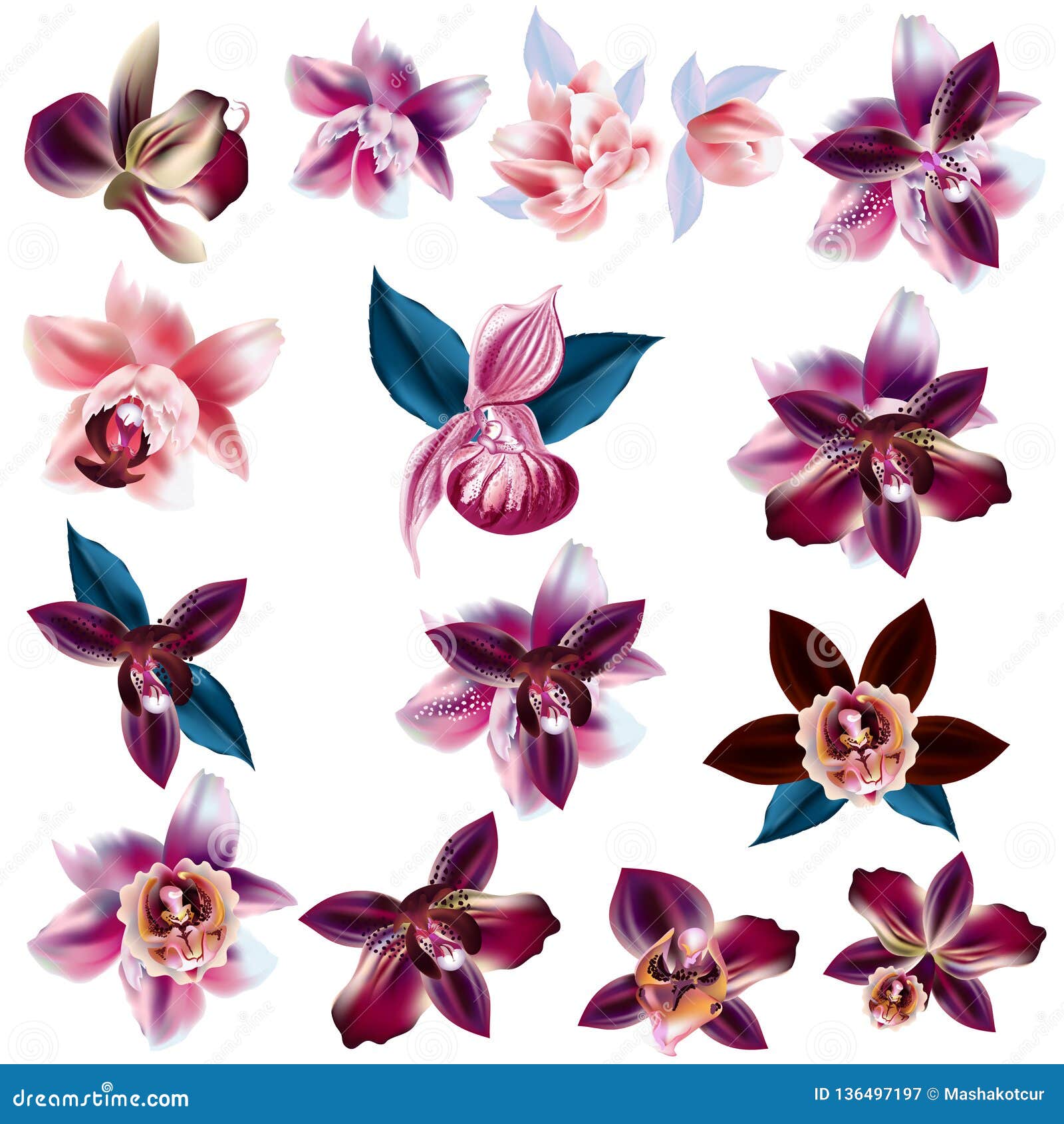 Collection of Vector Realistic Orchid Flowers Stock Vector ...