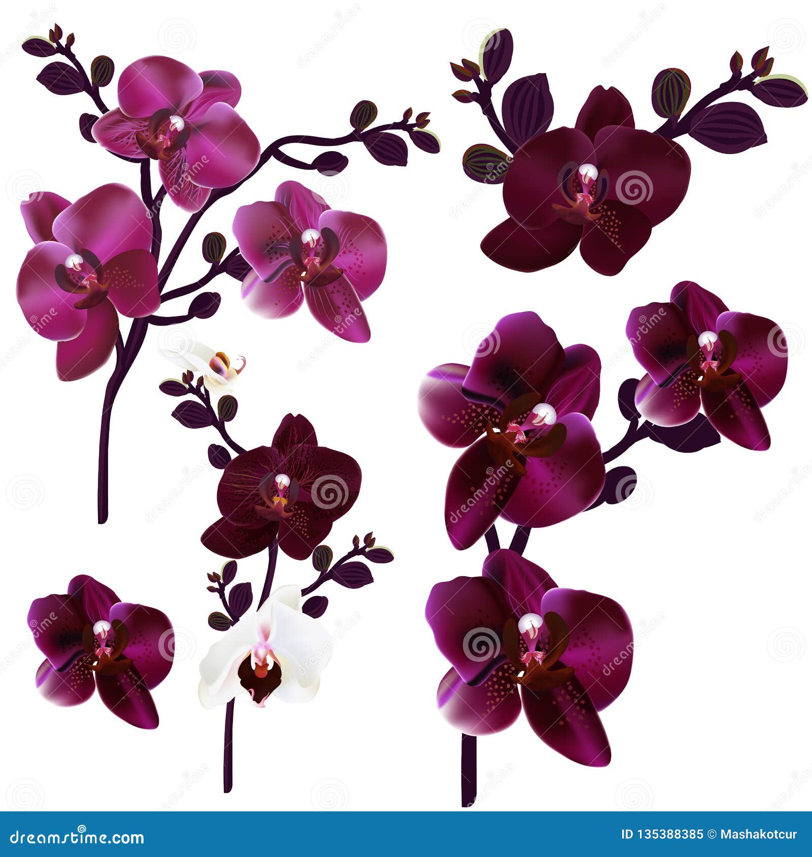 Collection of Vector Realistic Orchids for Design Stock Vector ...