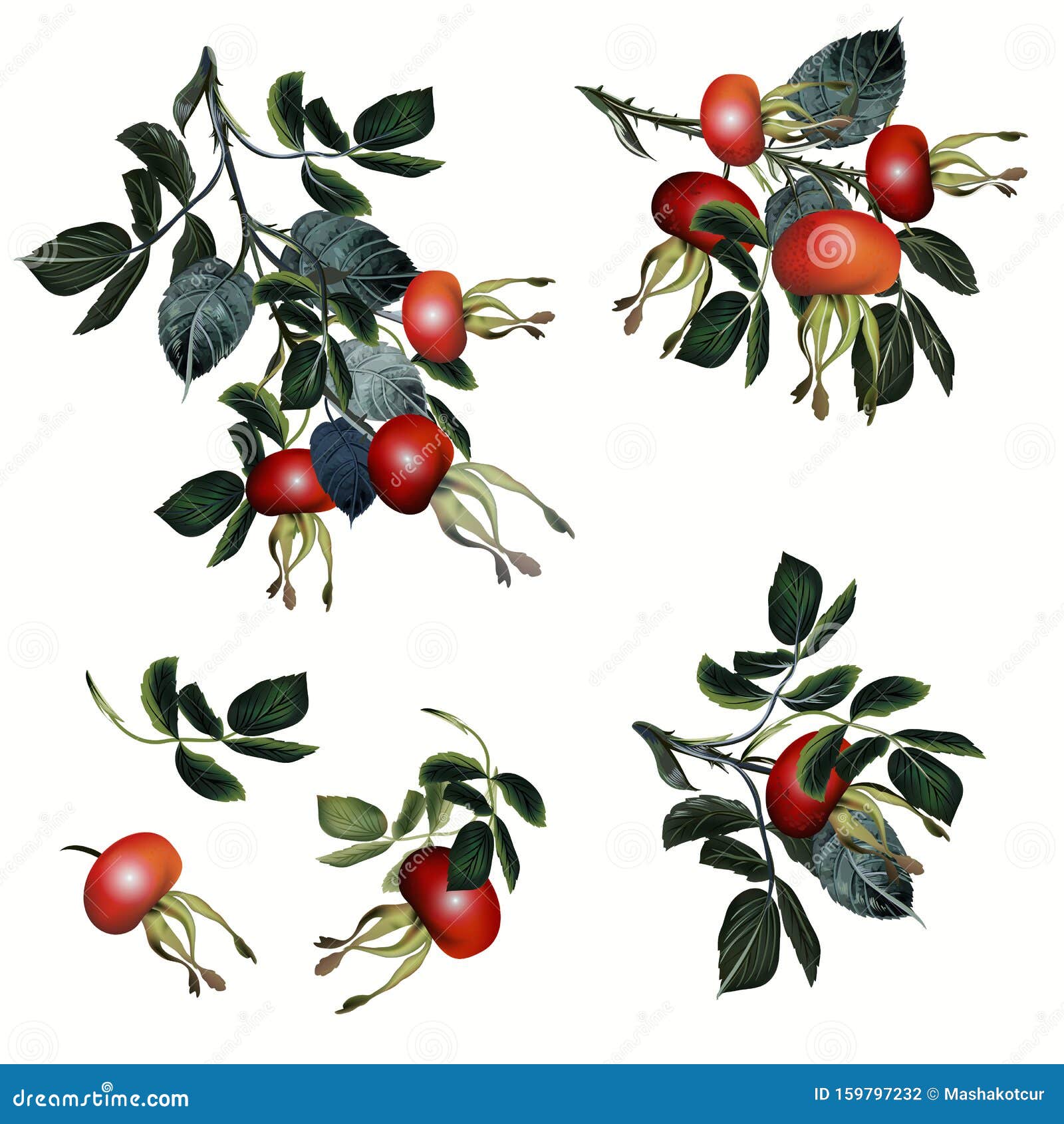 Collection of Vector Rose Hip, Realistic Botanical Illustration Stock ...