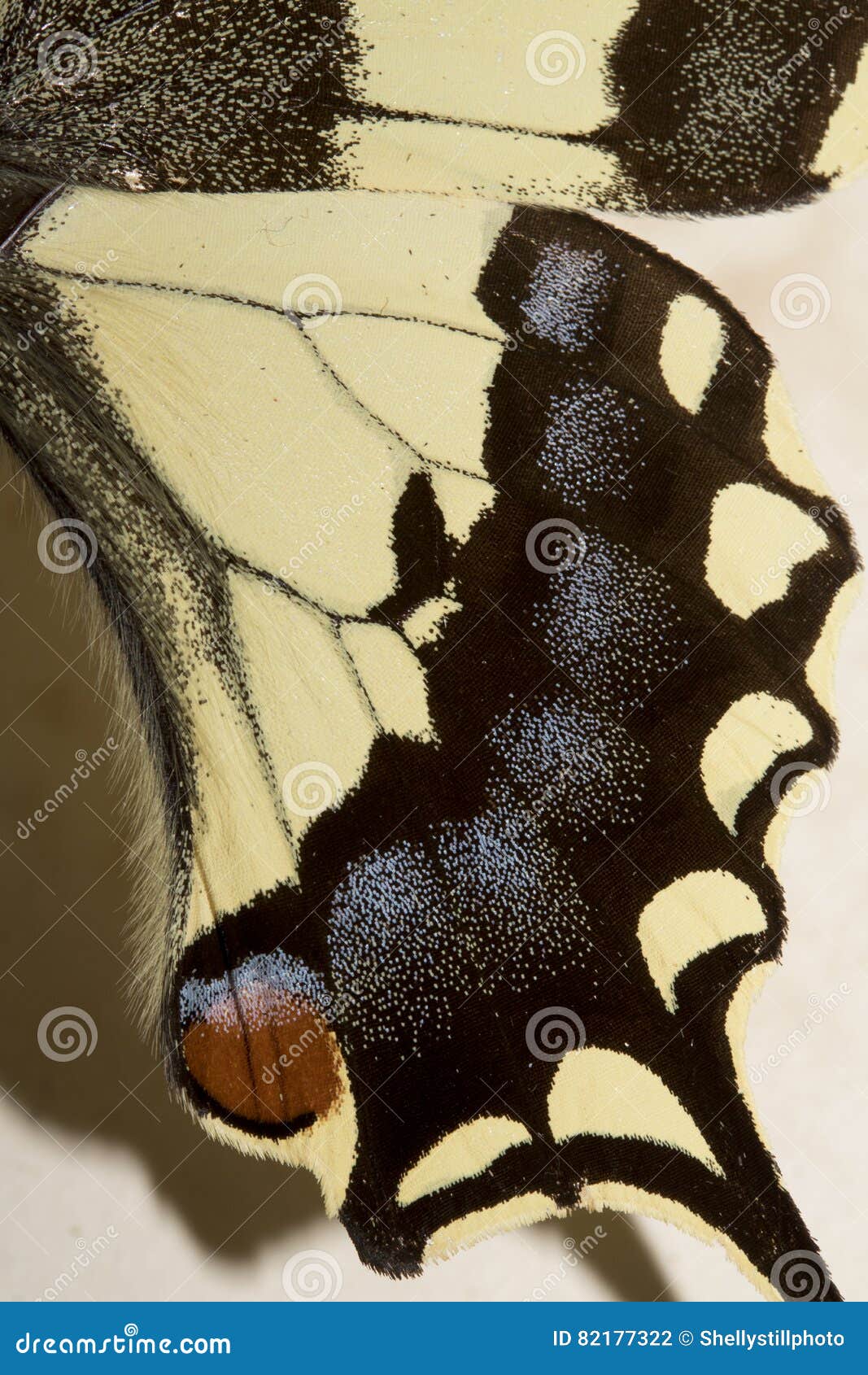 Collection of Victorian Butterflies Stock Photo - Image of butterfly ...