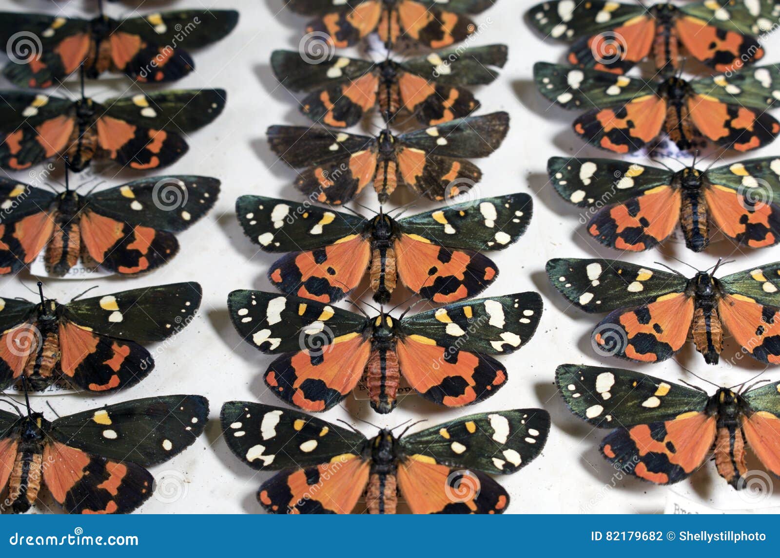Collection of Victorian Butterflies Stock Photo - Image of nature ...