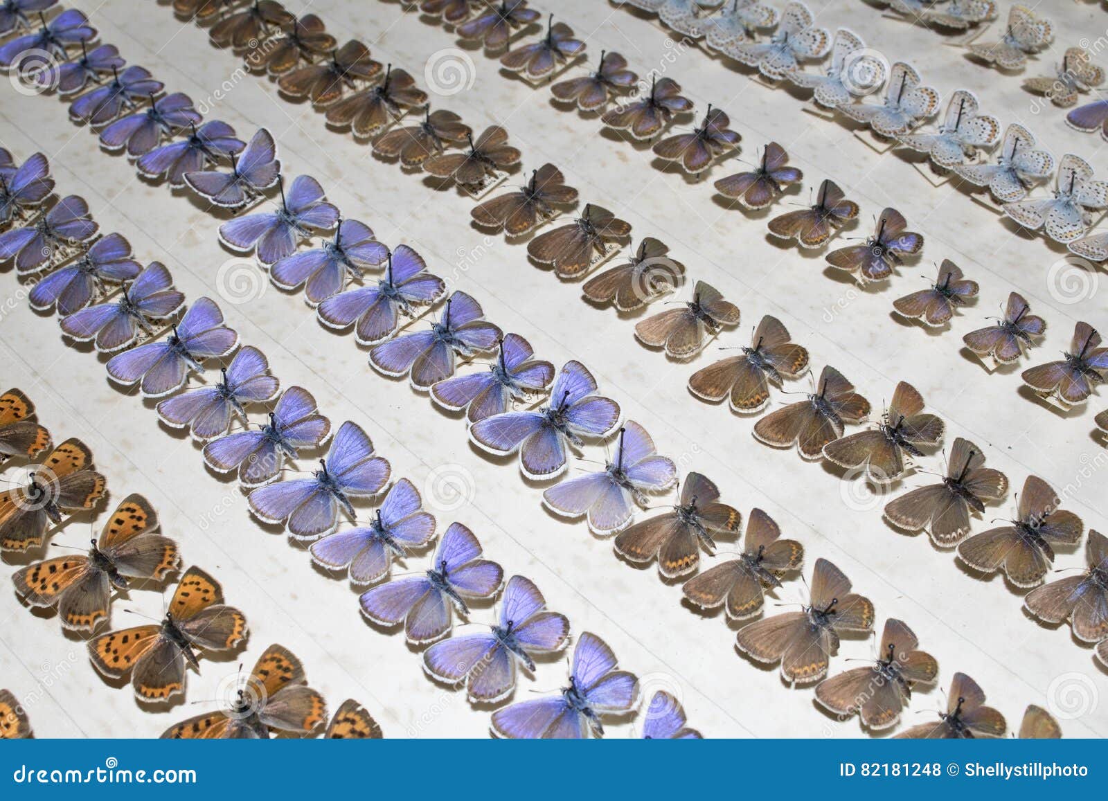 Collection of Victorian Butterflies Stock Photo - Image of moth, life ...