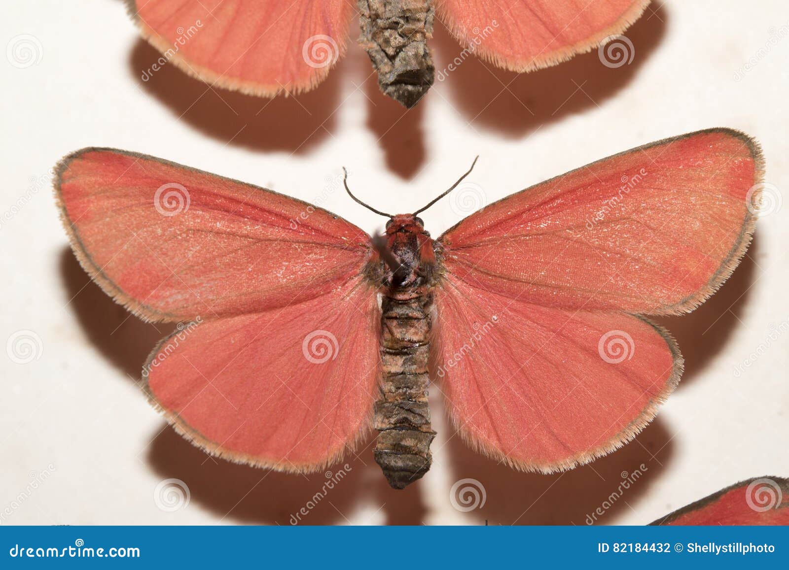 Collection of Victorian Butterflies Stock Photo - Image of collection ...