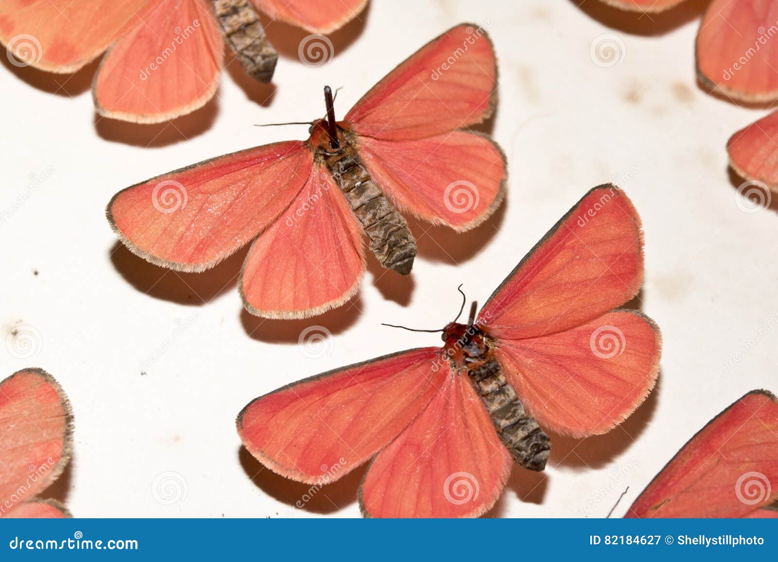 Collection of Victorian Butterflies Stock Image - Image of life, orange ...