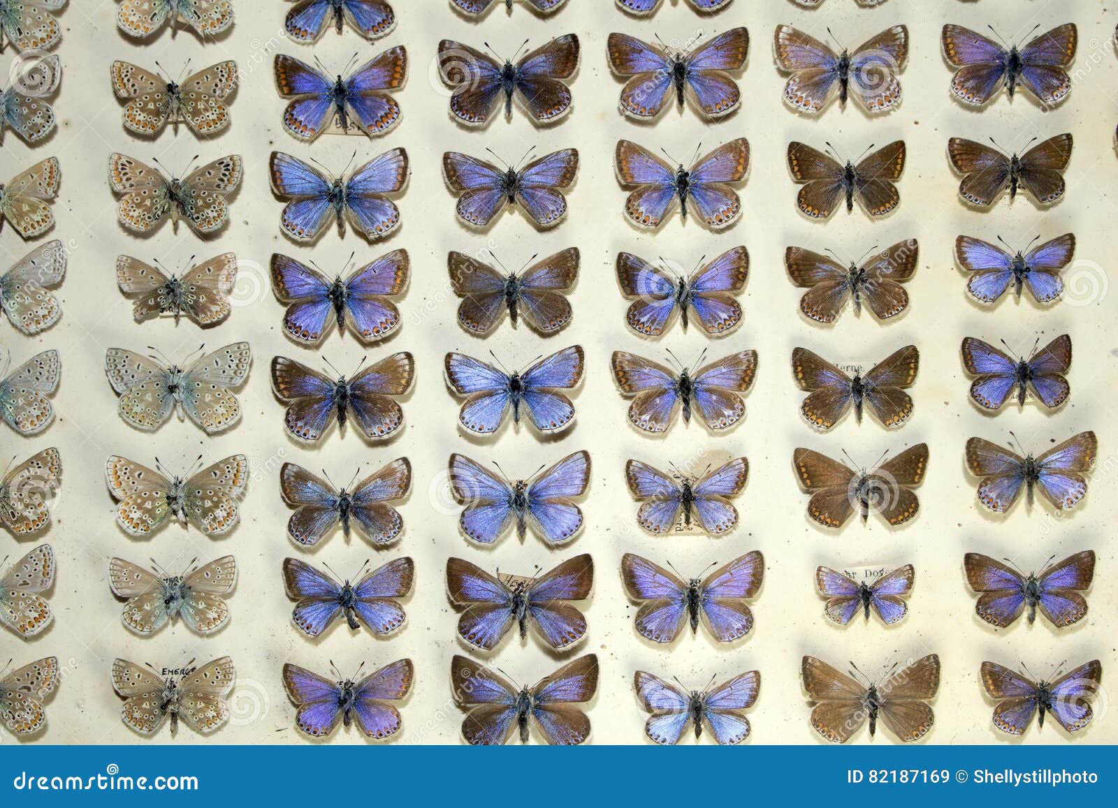 Collection of Victorian Butterflies Stock Image - Image of patten ...
