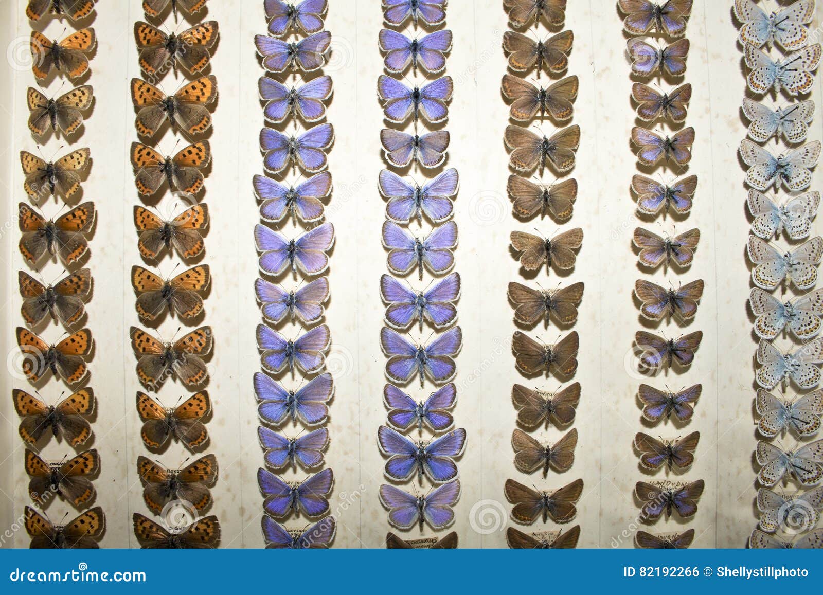 Collection of Victorian Butterflies Stock Photo - Image of design ...