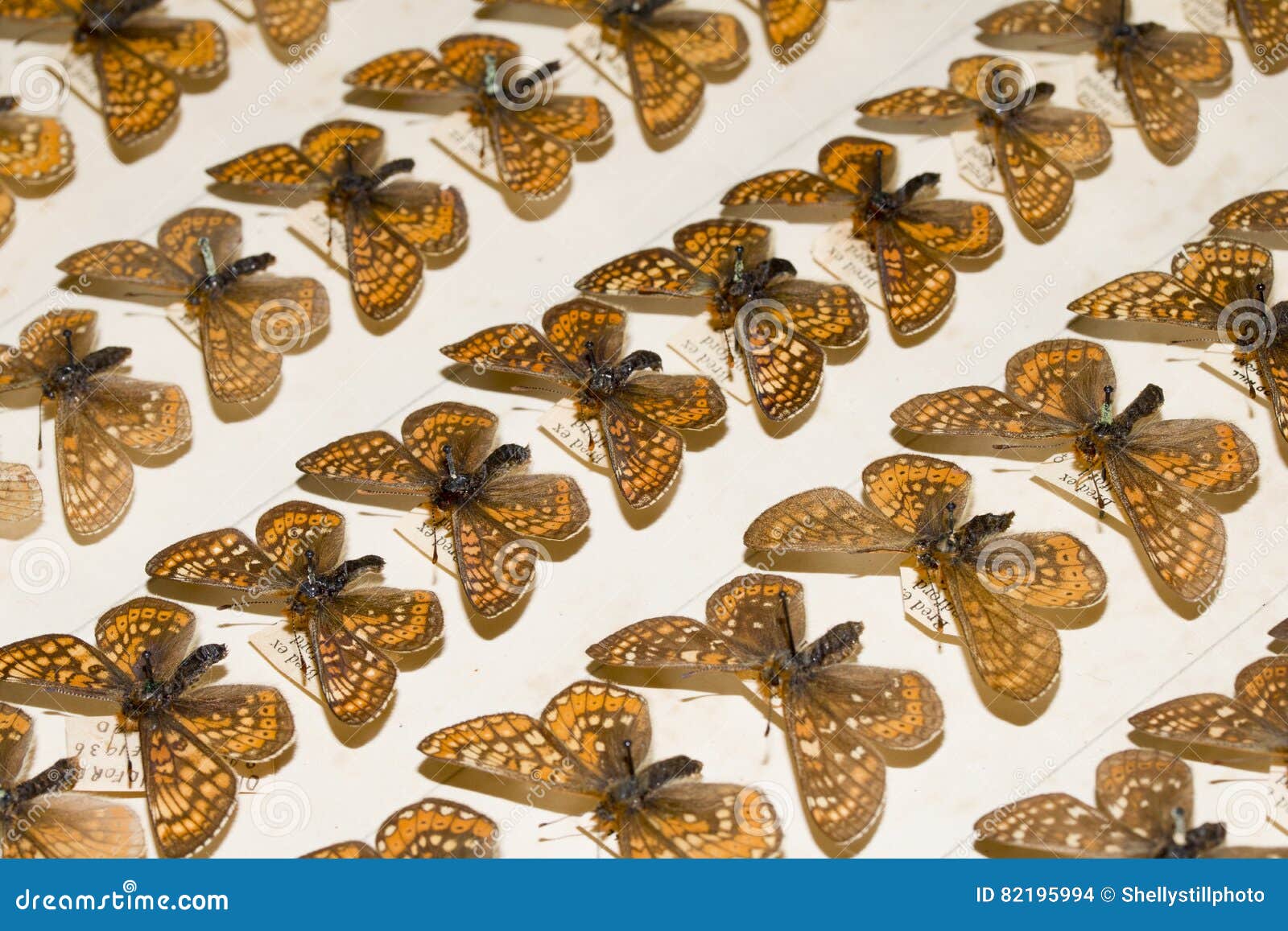 Collection of Victorian Butterflies Stock Photo - Image of insect ...