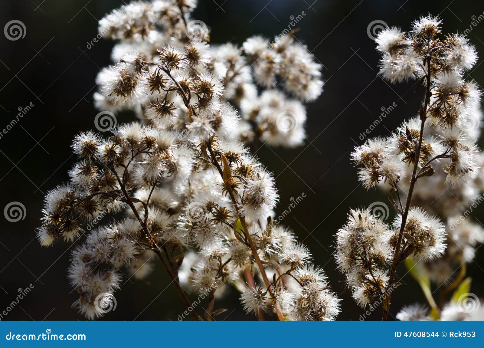 Collection of White Burs Waiting on an Autumn Bush Stock Photo - Image ...