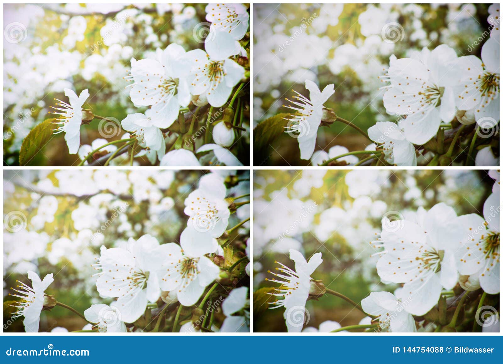 Collection of White Cherry Blossoms Stock Photo - Image of blossoms ...