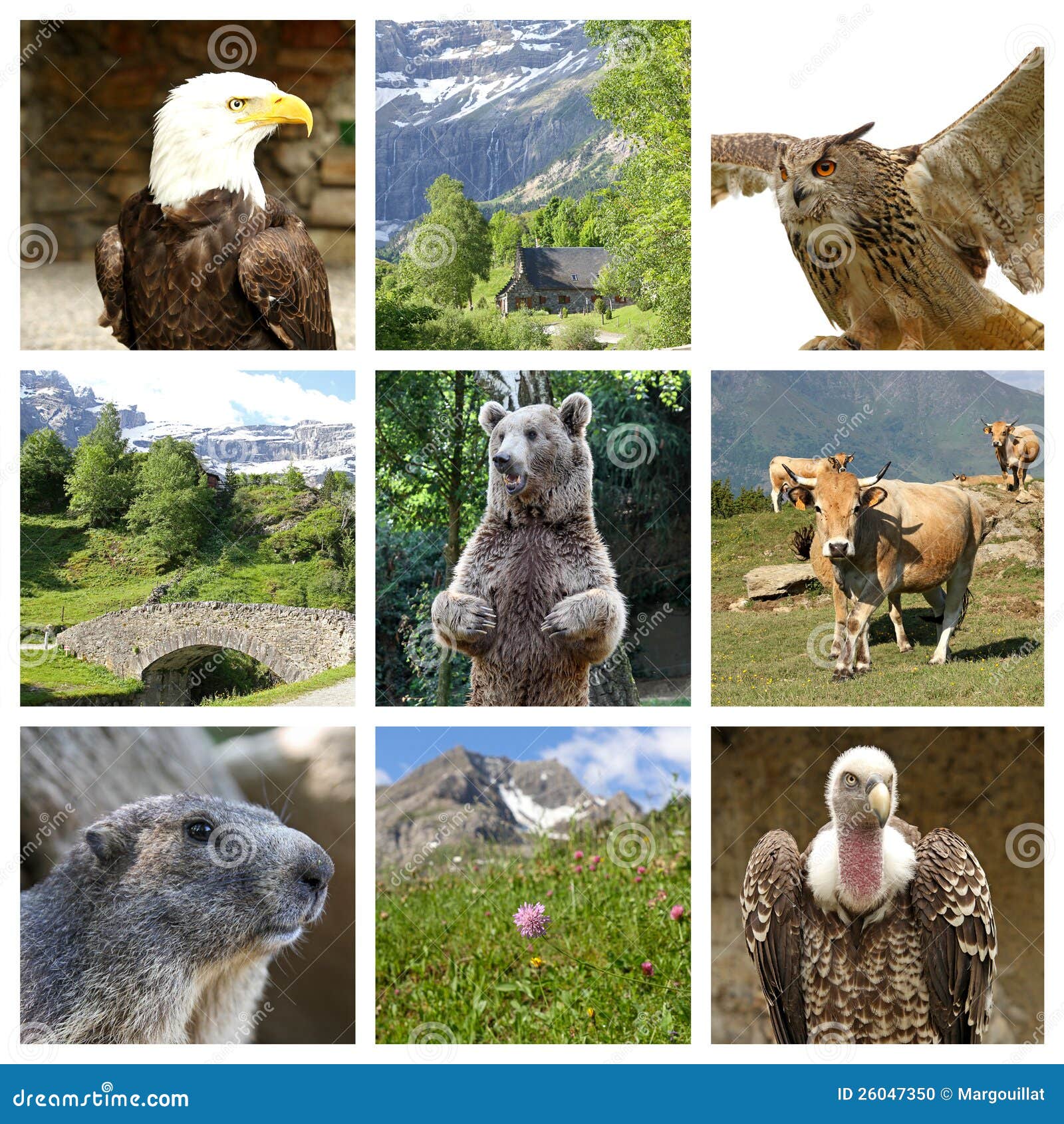 Collection of wild animals stock photo. Image of landscape - 26047350
