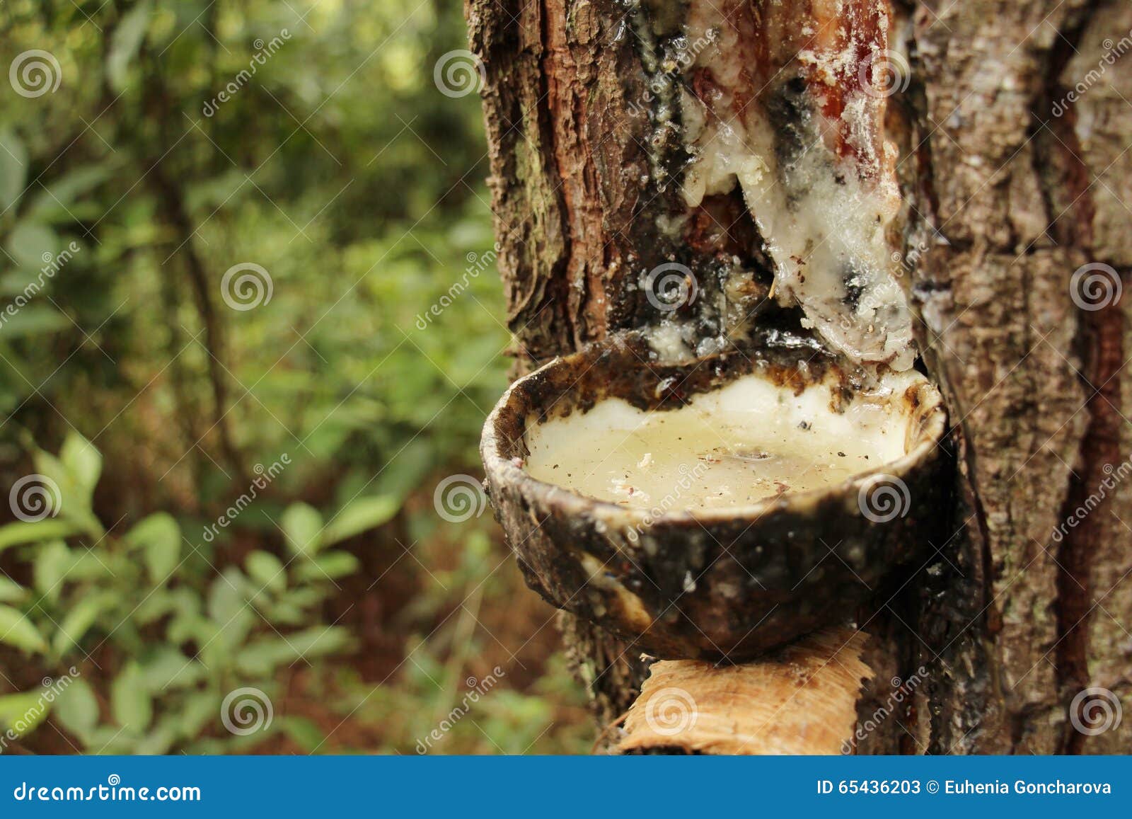 Collection the wood resin stock image. Image of herb - 65436203