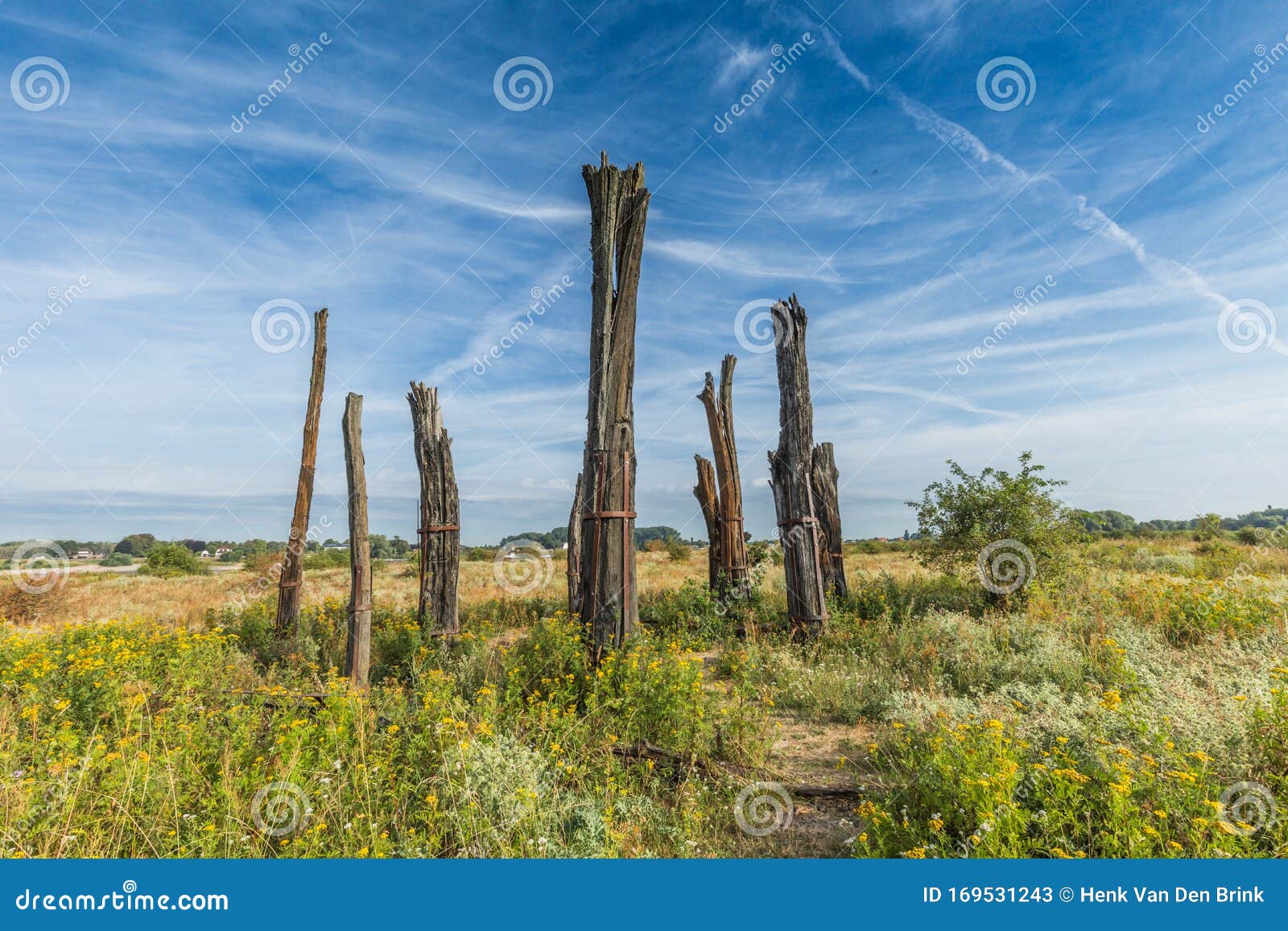 Collection of 8400 Year Old Oak Tree Trunks from First River Forests ...