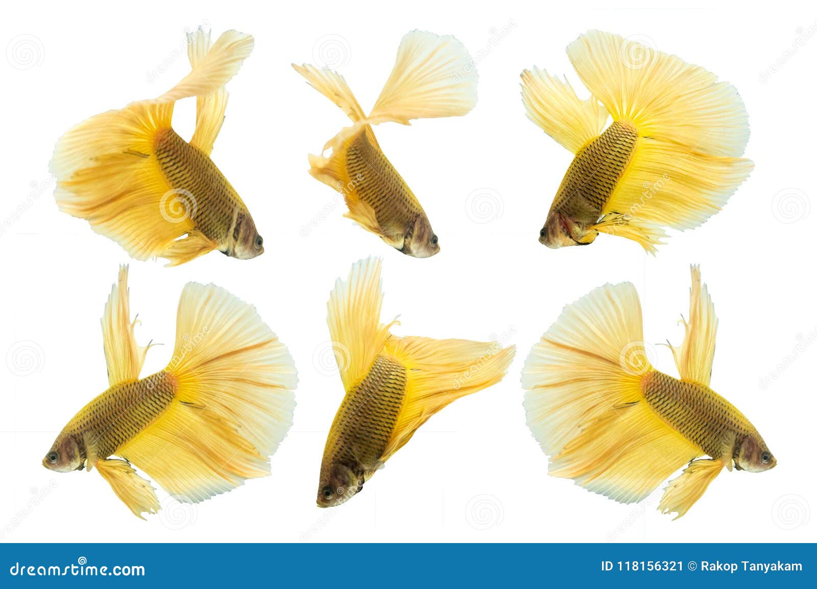 Collection of Yellow Betta Fish Isolated on White Background Stock ...