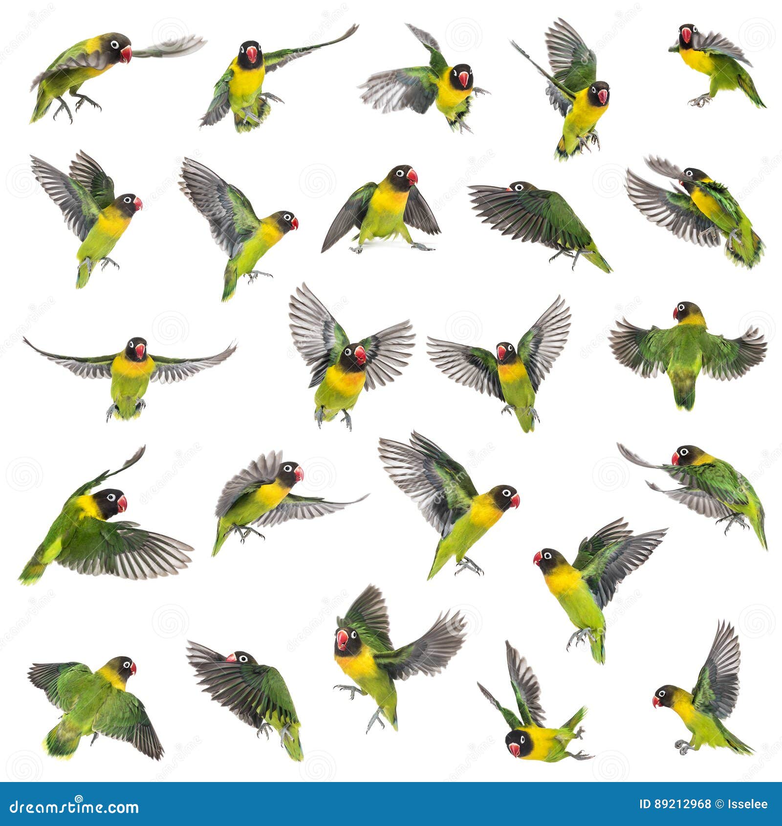 Collection of Yellow-collared Lovebirds Flying Stock Photo - Image of ...