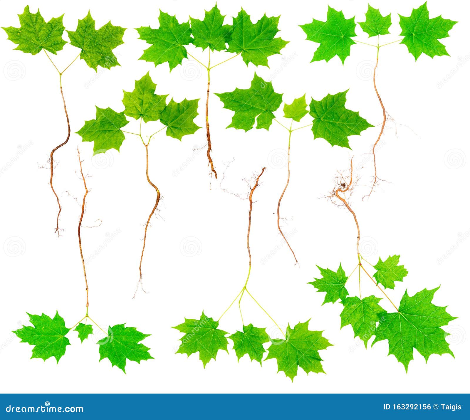 Collection of Young Maple Tree with Roots Stock Photo - Image of fresh ...