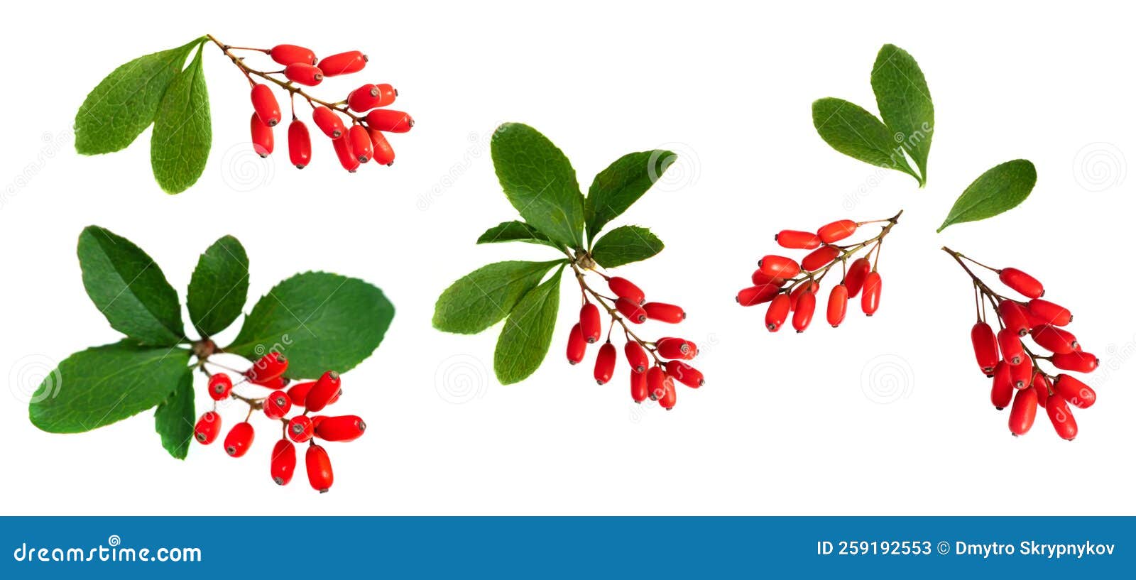 Collections of Barberry with Leaves Isolated on White Background Stock ...