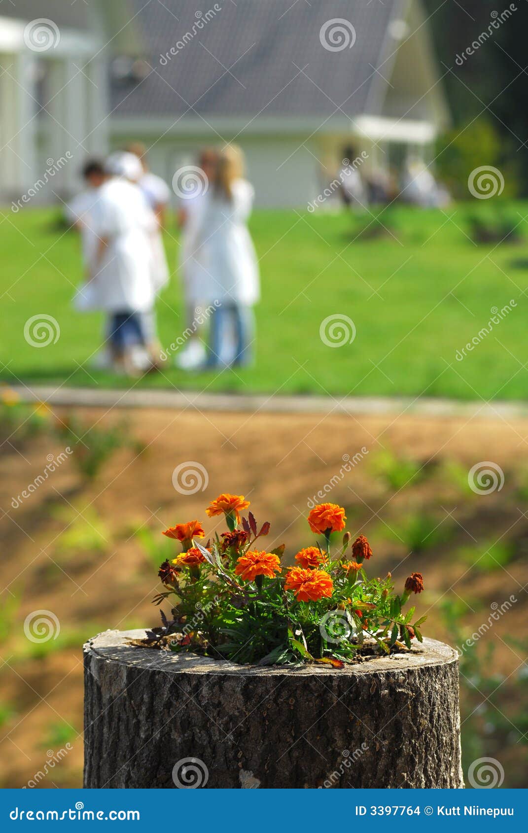 College Campus Flowerbed stock photo. Image of learn, stroll - 3397764